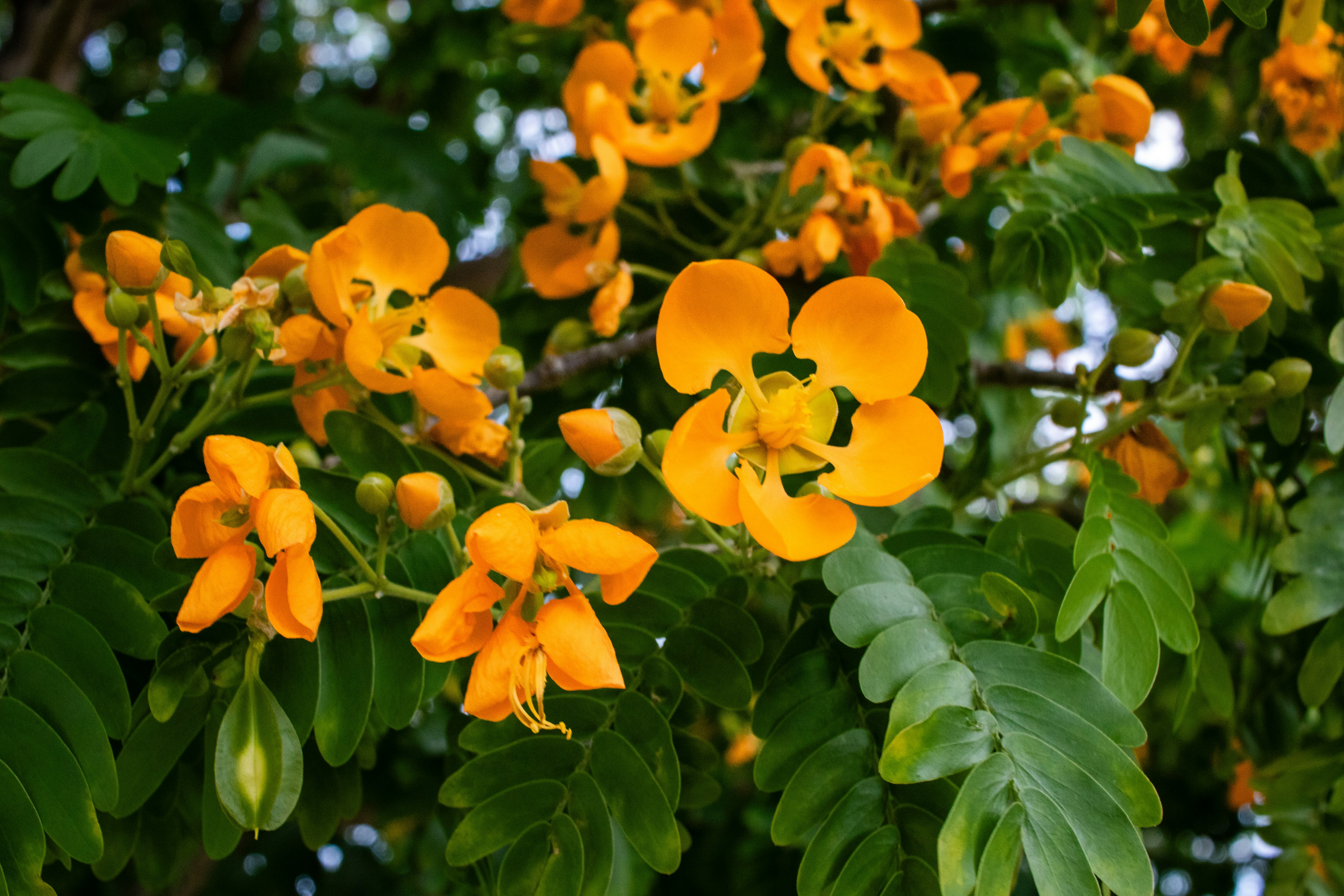 A tree filled with lots of yellow flowers photo – Free Miami Image on ...