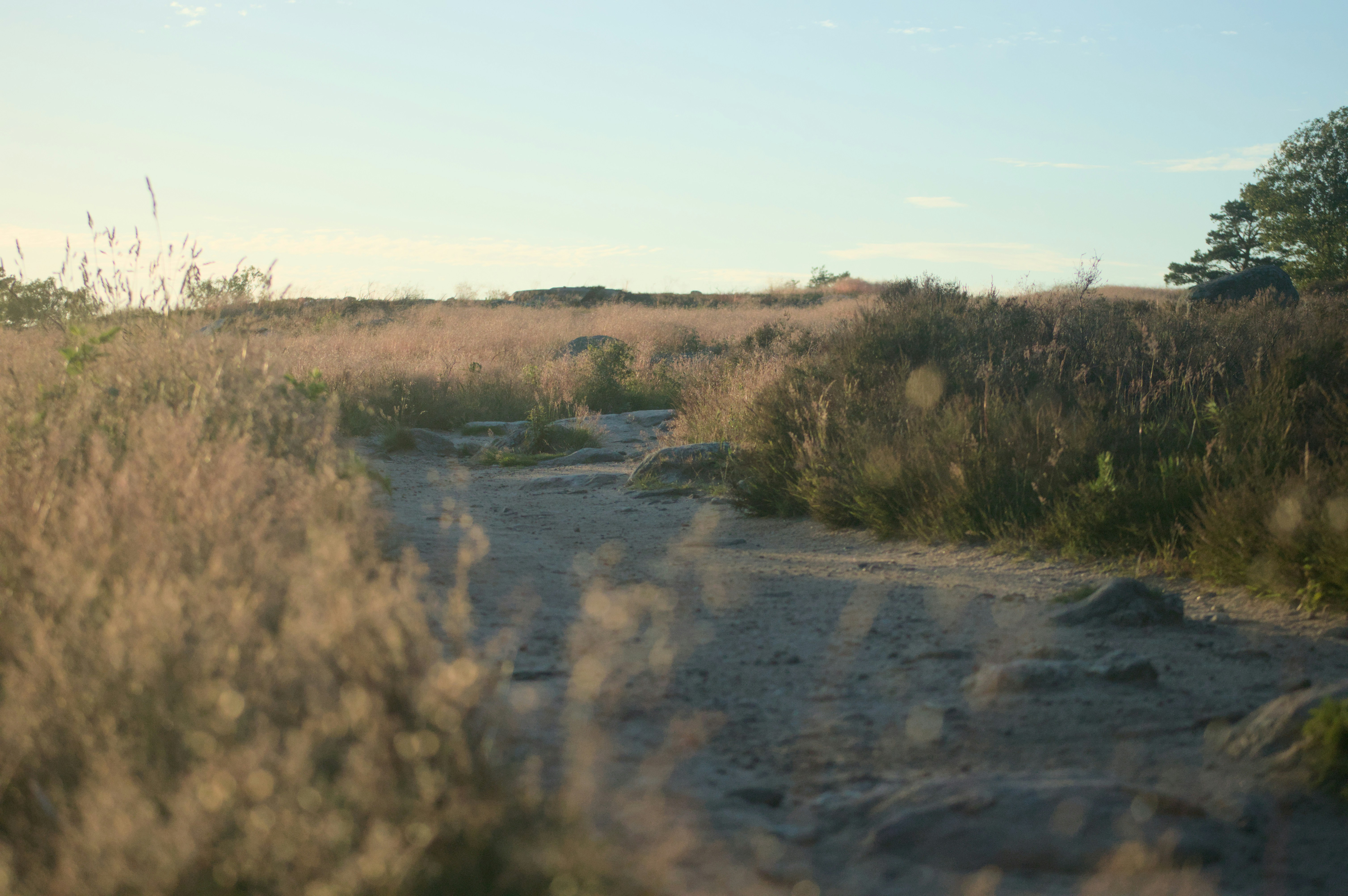 Footpath of Light Through Prairie Dunes at Dusk