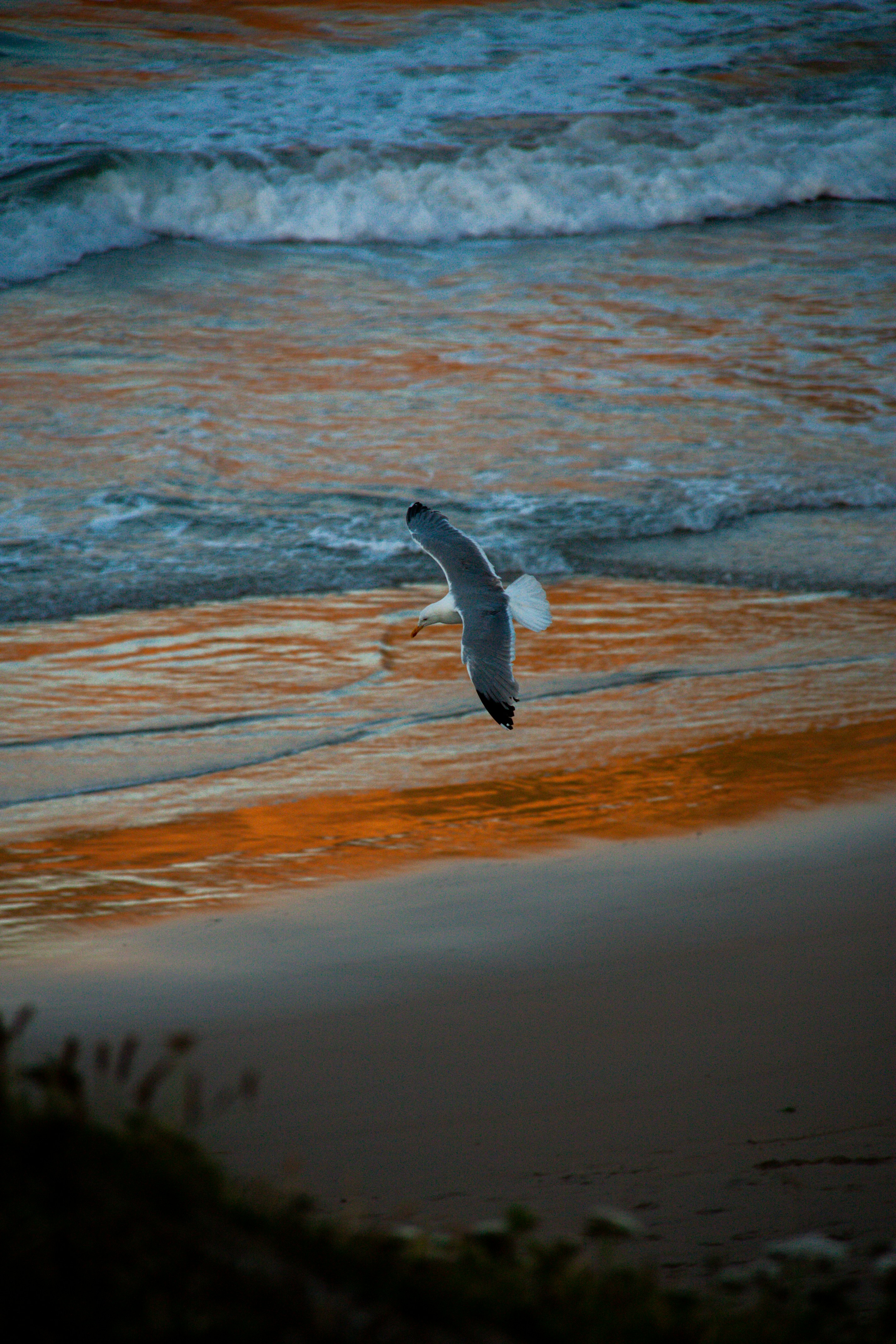 Ember-washed Wings: a gull gliding above sunset-touched tides