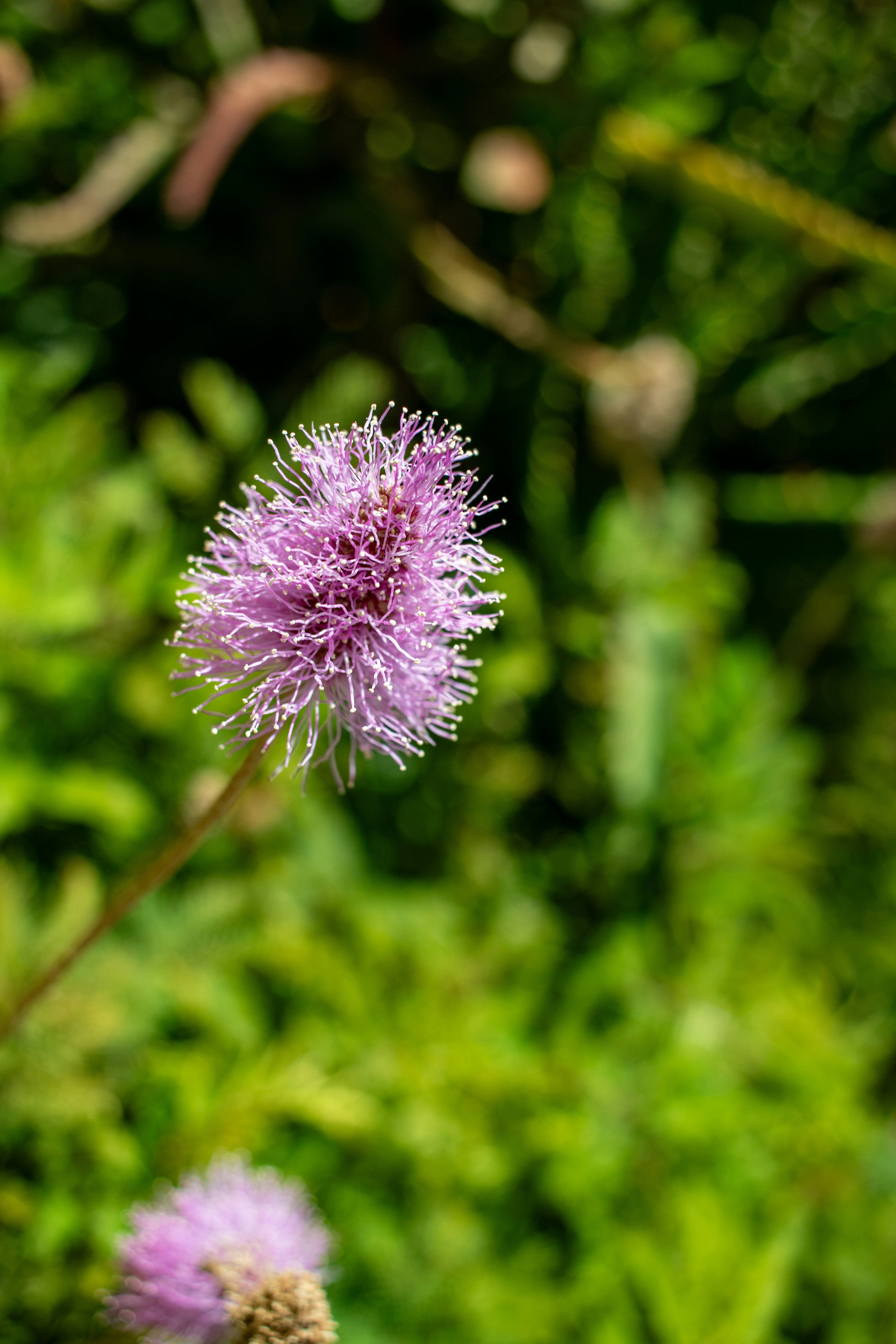 Mimosa strigillosa, also known as sunshine mimosa and powderpuff, is a perennial ground cover in the family Fabaceae that is native to nearly all US states bordering the Gulf of Mexico and grows north into Georgia and Arkansas as well.