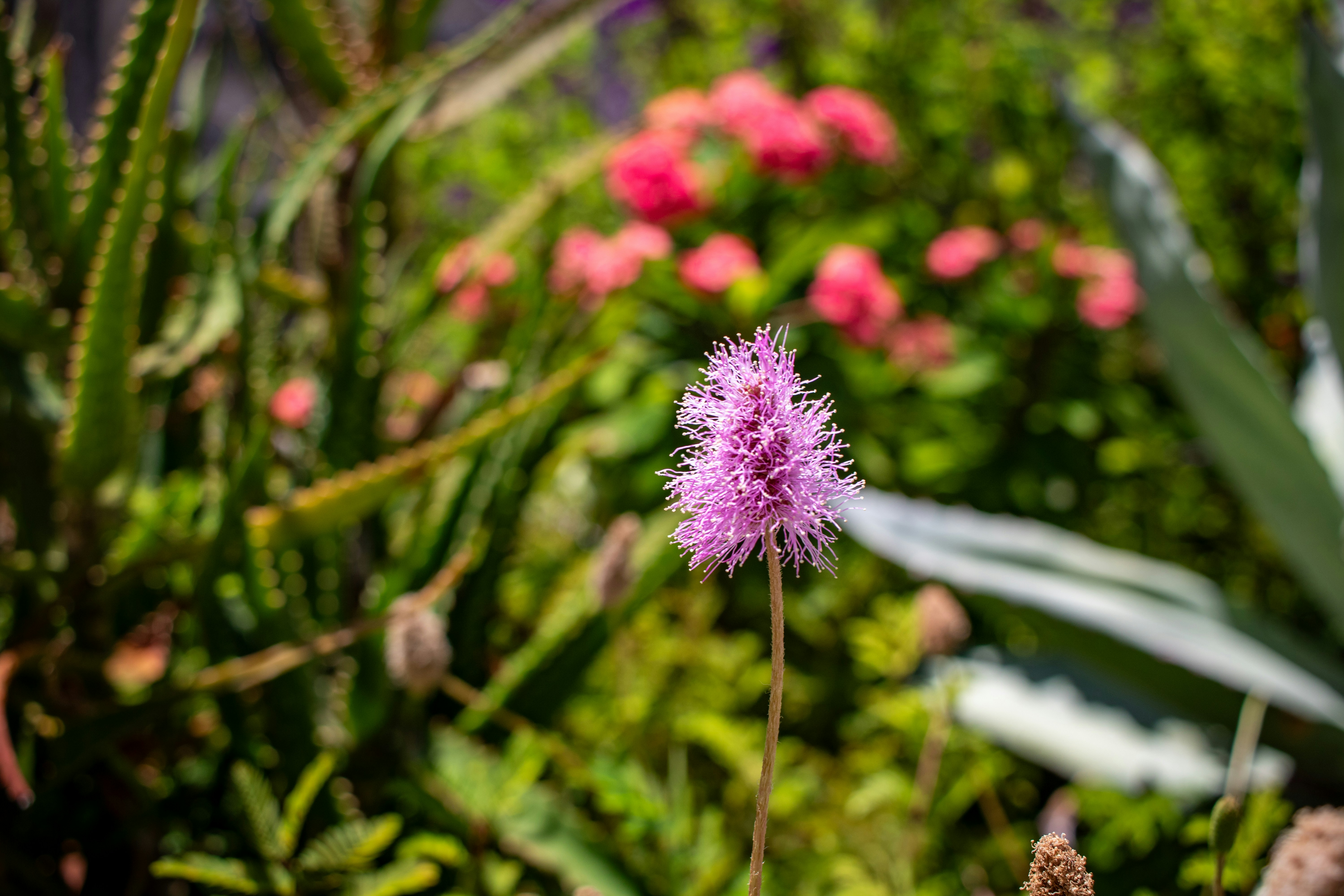 Pink Tassel Bloom Pierces a Quiet Garden