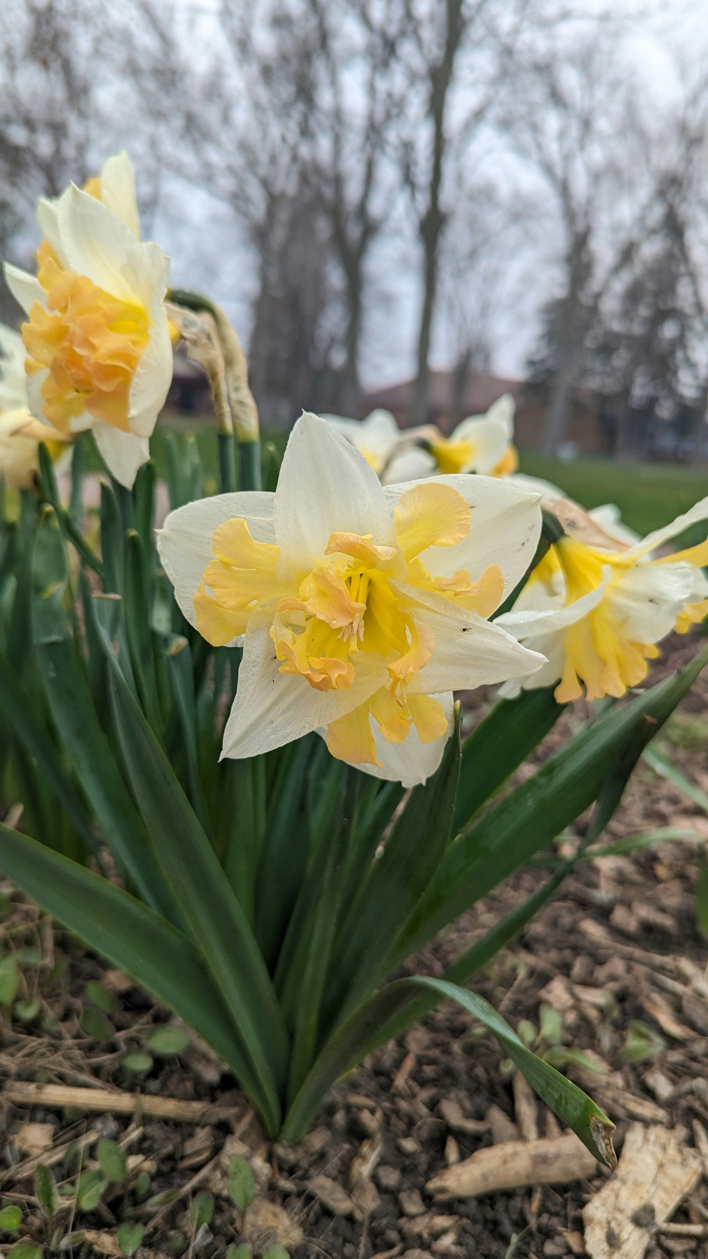 Close-Up of Pale-Yellow Daffodils in a Quiet Park Bed
