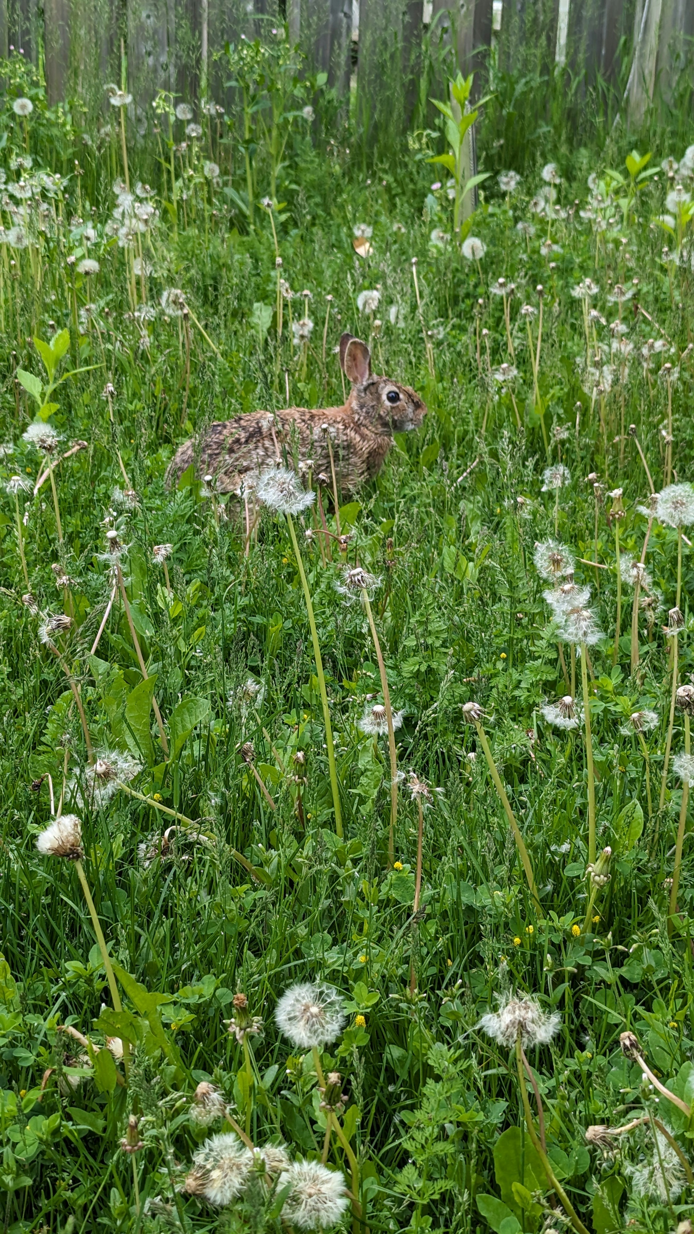 A wild hare crouches in a sunlit meadow among tall grasses and fluffy dandelion seed heads.