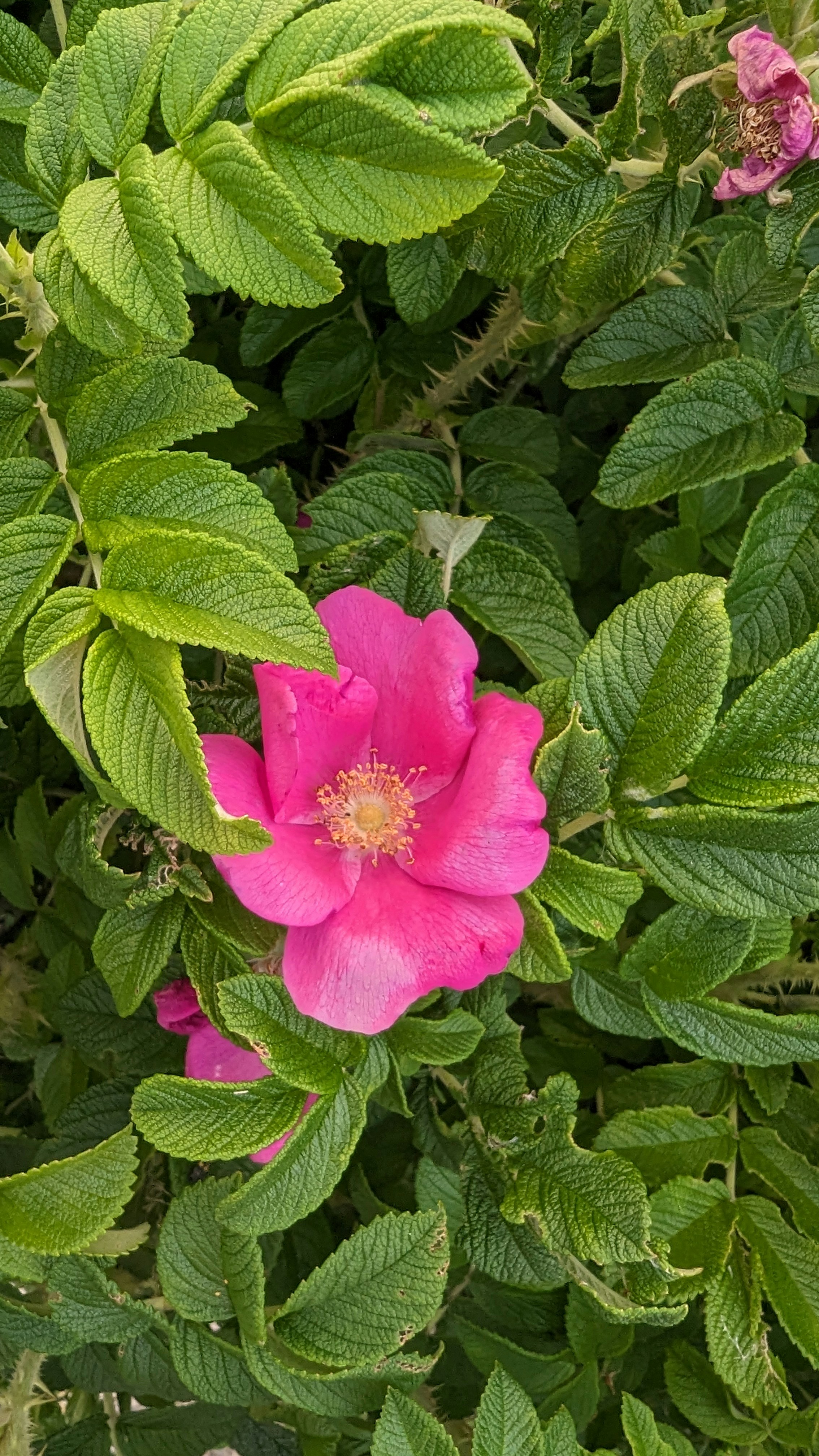 Rosy Bloom Anchored by Emerald Veins
