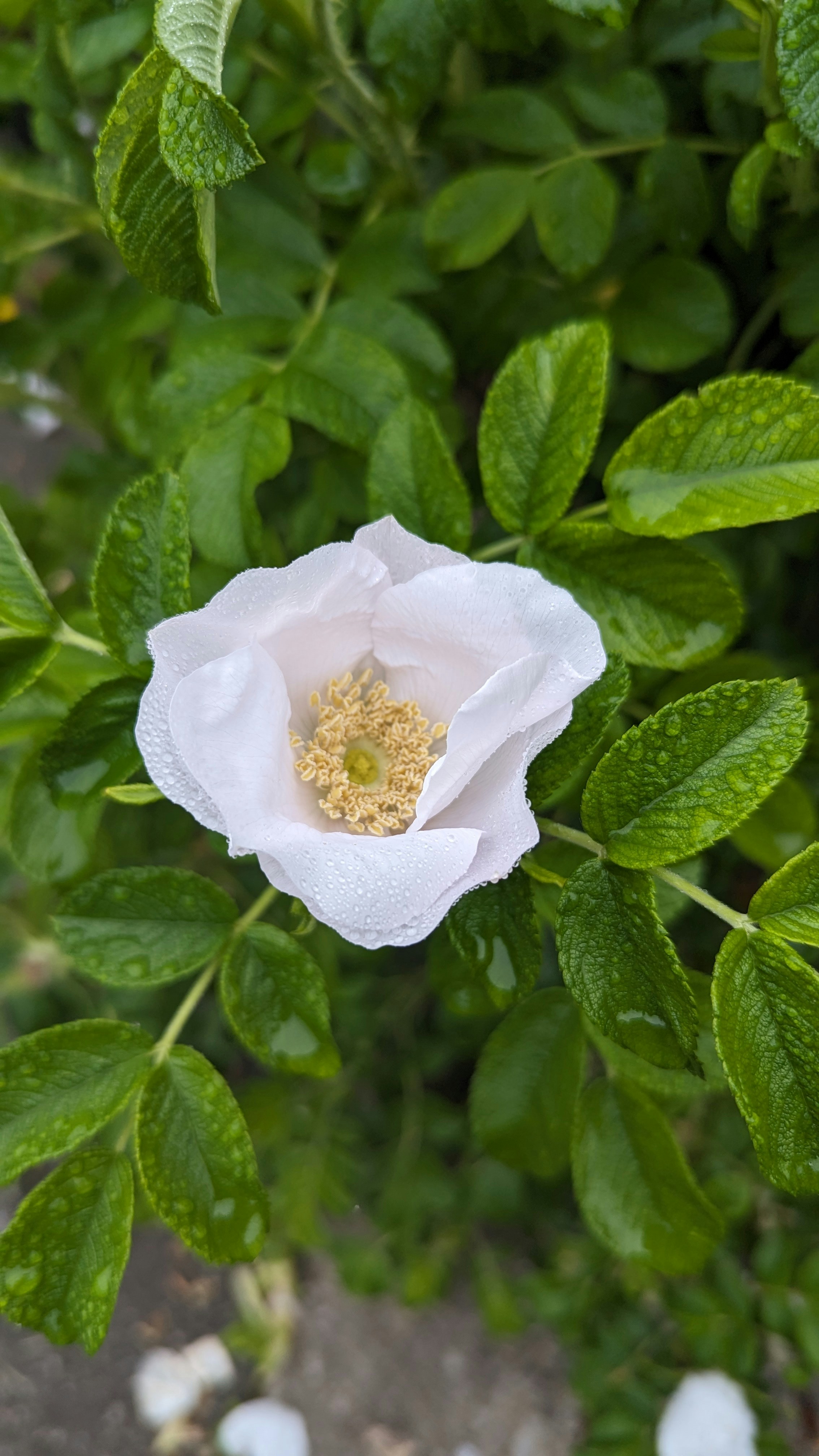 Petal Spotlight: White Rose Amid Dewy Greenery