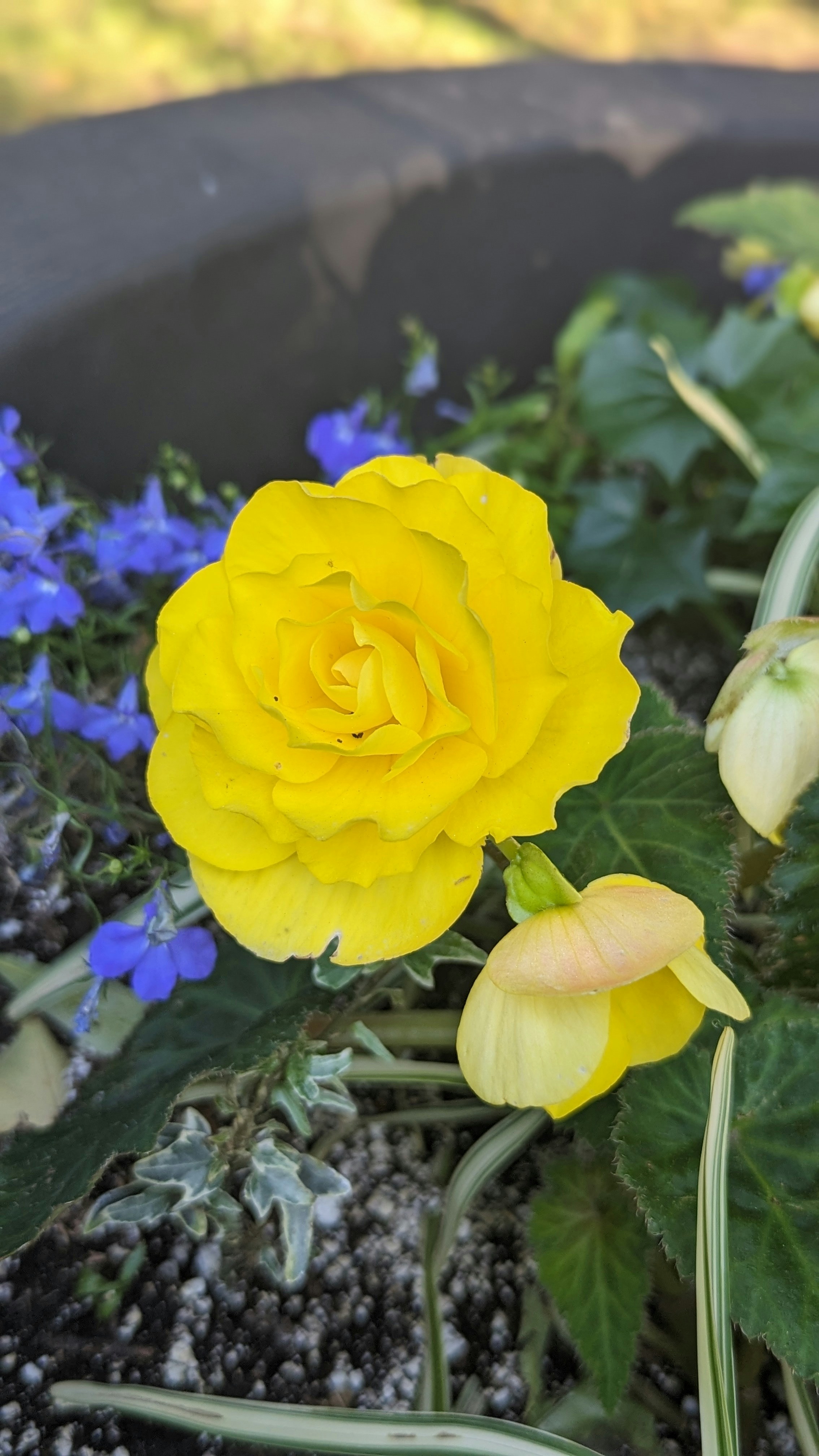 Sunlit Yellow Ranunculus Framed by Violet Blooms in a Container Garden