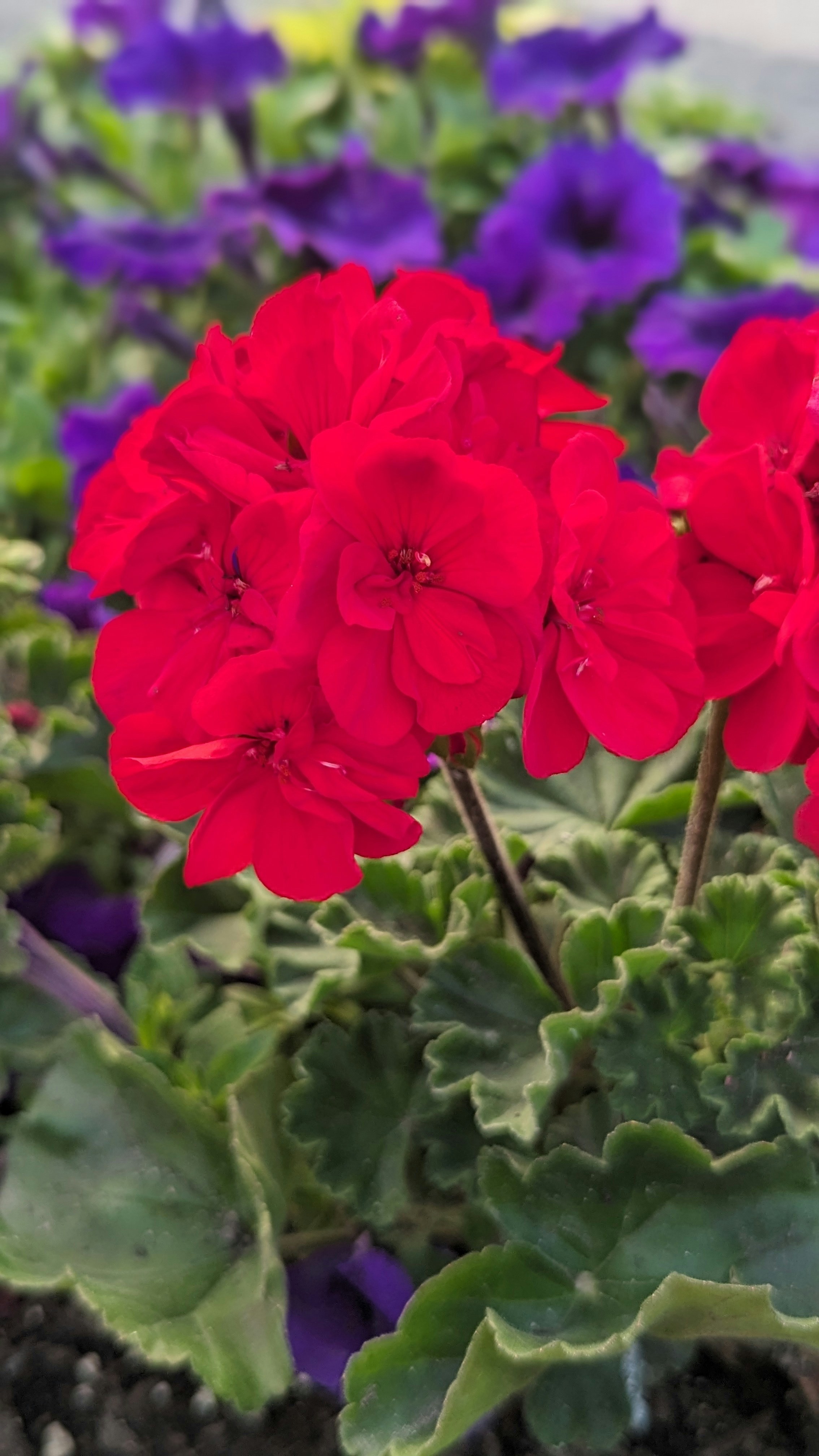Crimson Geraniums in a Velvet Garden: A Close-Up Portrait