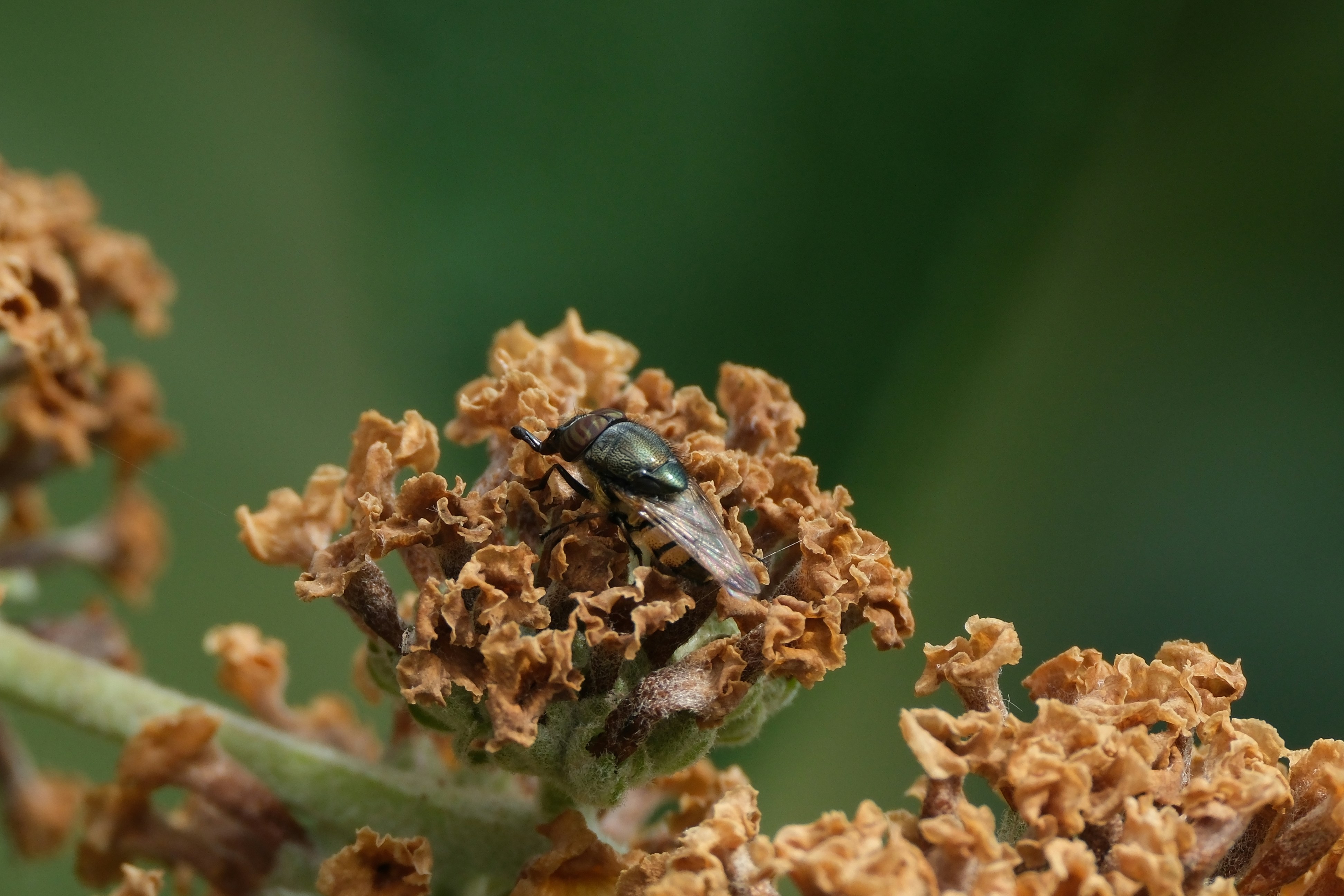 Photo by Walter Coppola with Fujifilm X-H2