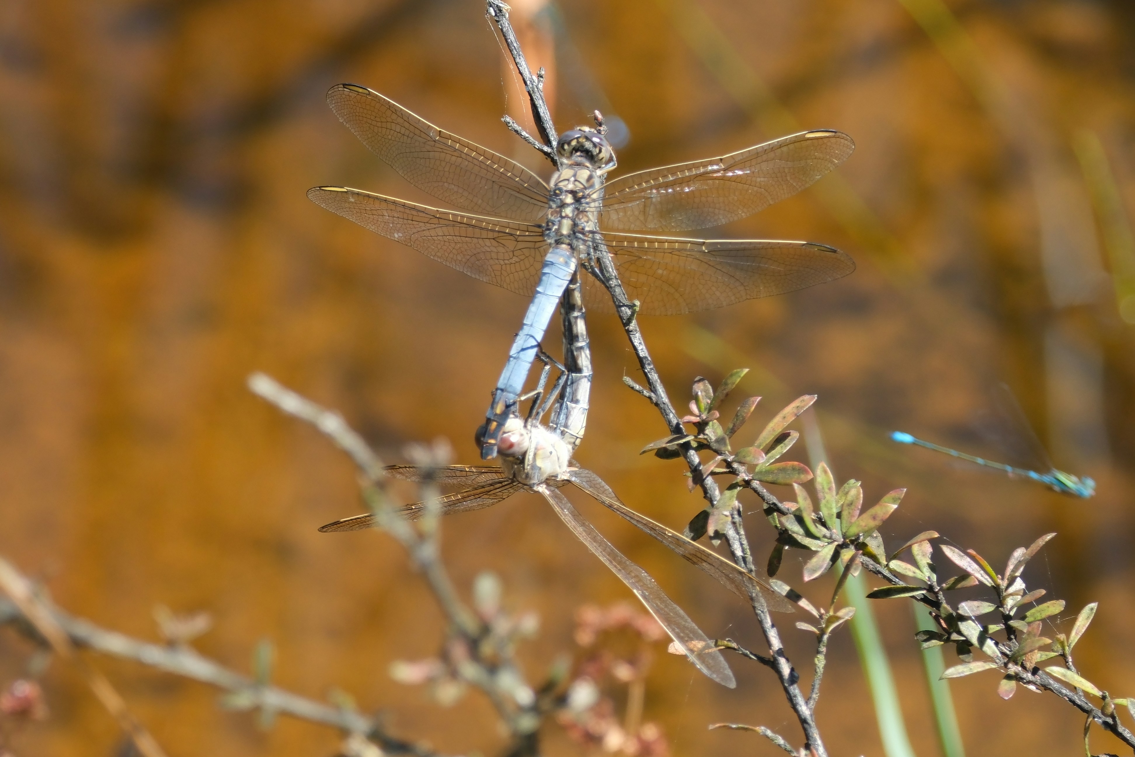 Azure Dragonfly on a Thorny Twig Over a Quiet, Sunlit Pond