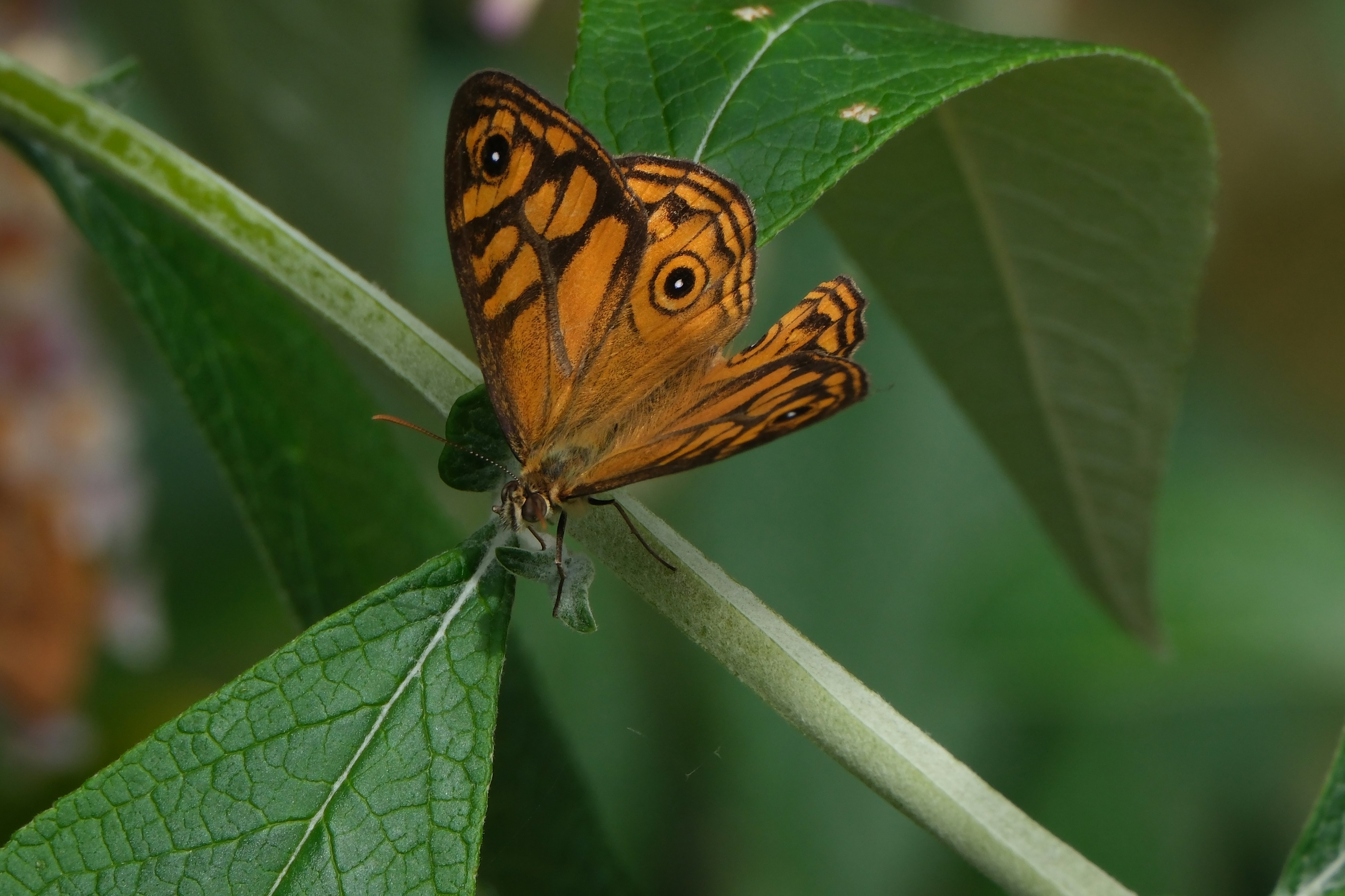 Orange Wings on a Verdant Stem: a delicate butterfly perched along a pale green thread