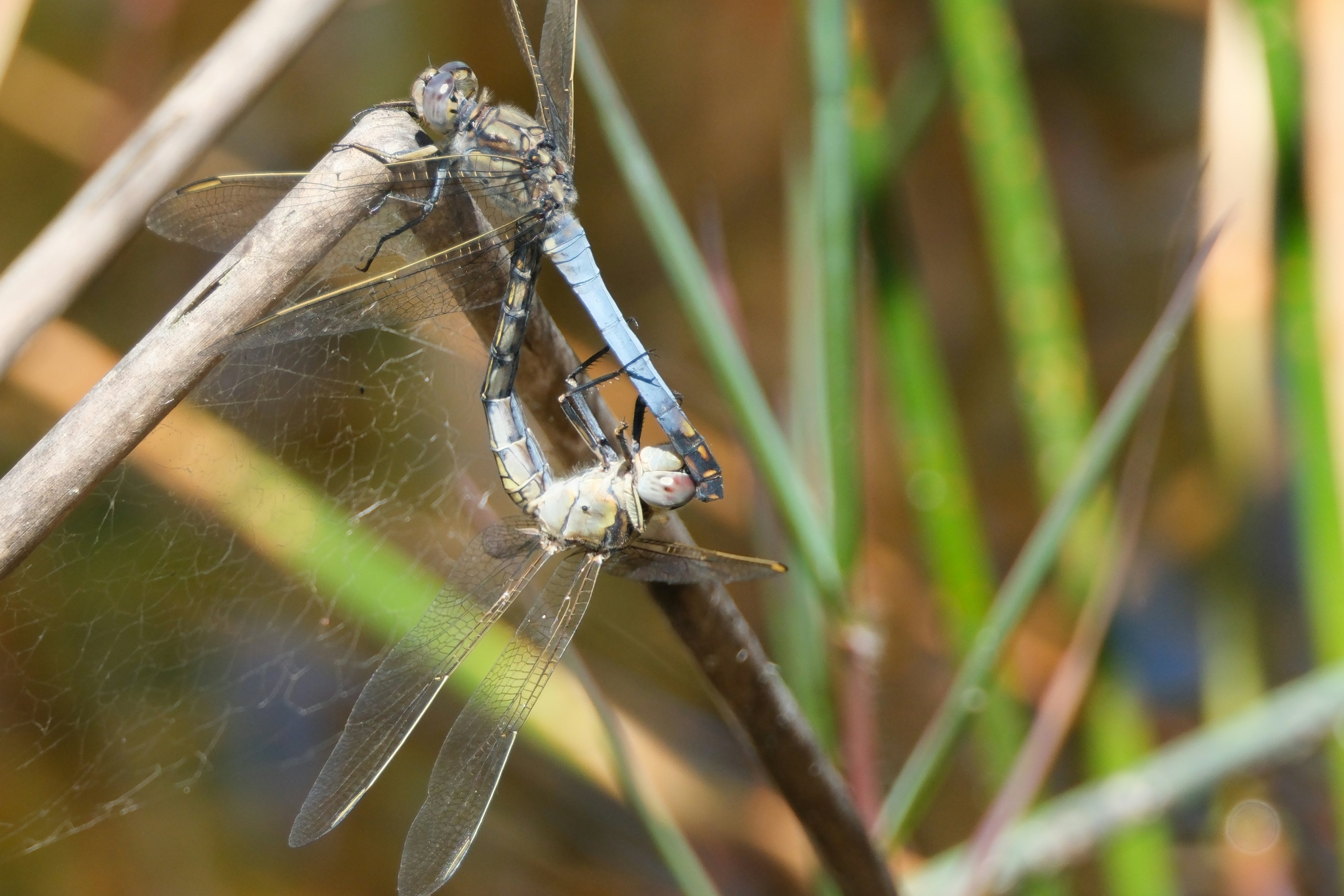 Two dragonflies entwined on a slender reed above a shimmering pond, showcasing their delicate wings and vibrant bodies.