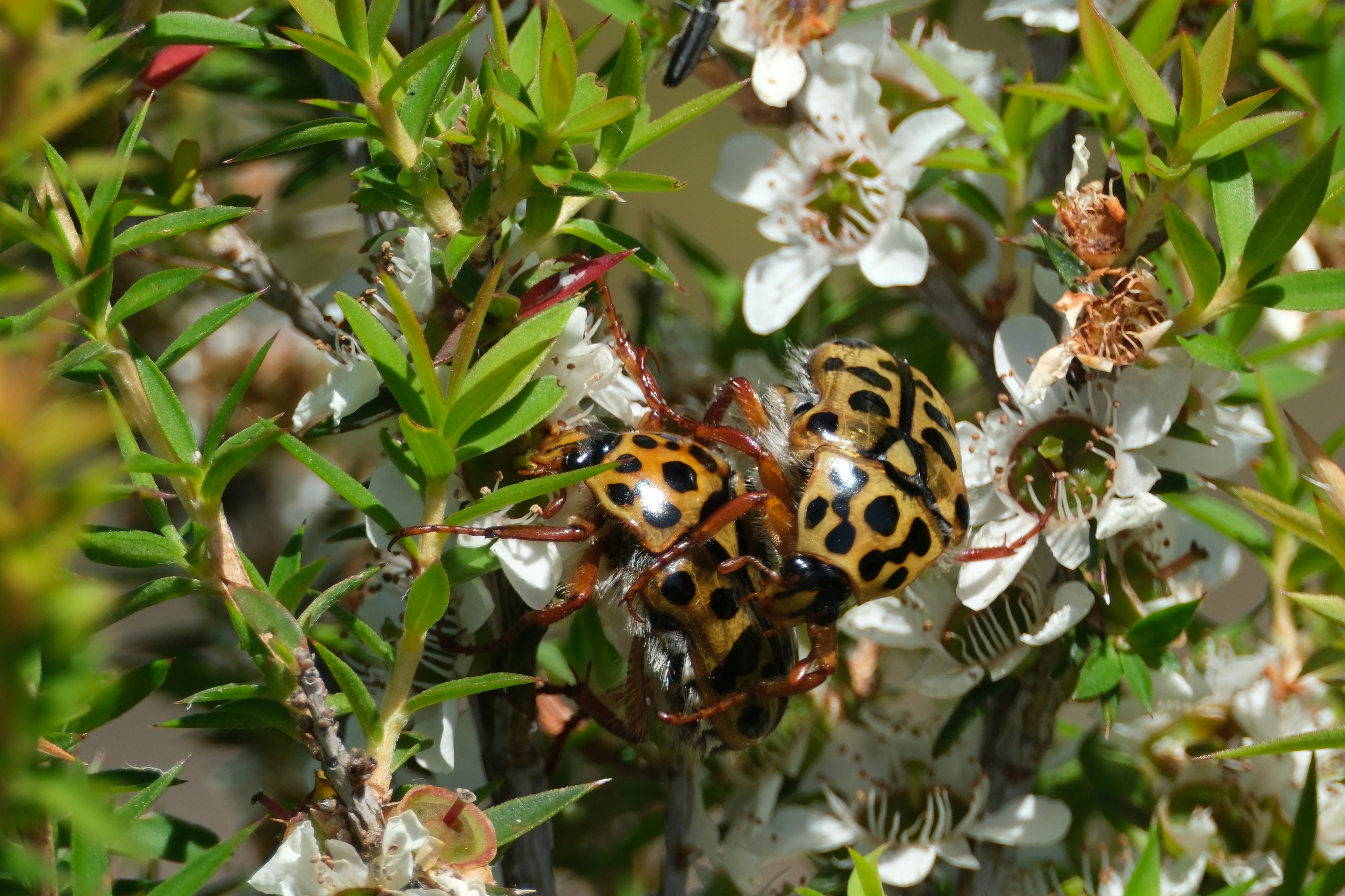 A couple of bugs sitting on top of a tree photo – Free Flower Image on ...