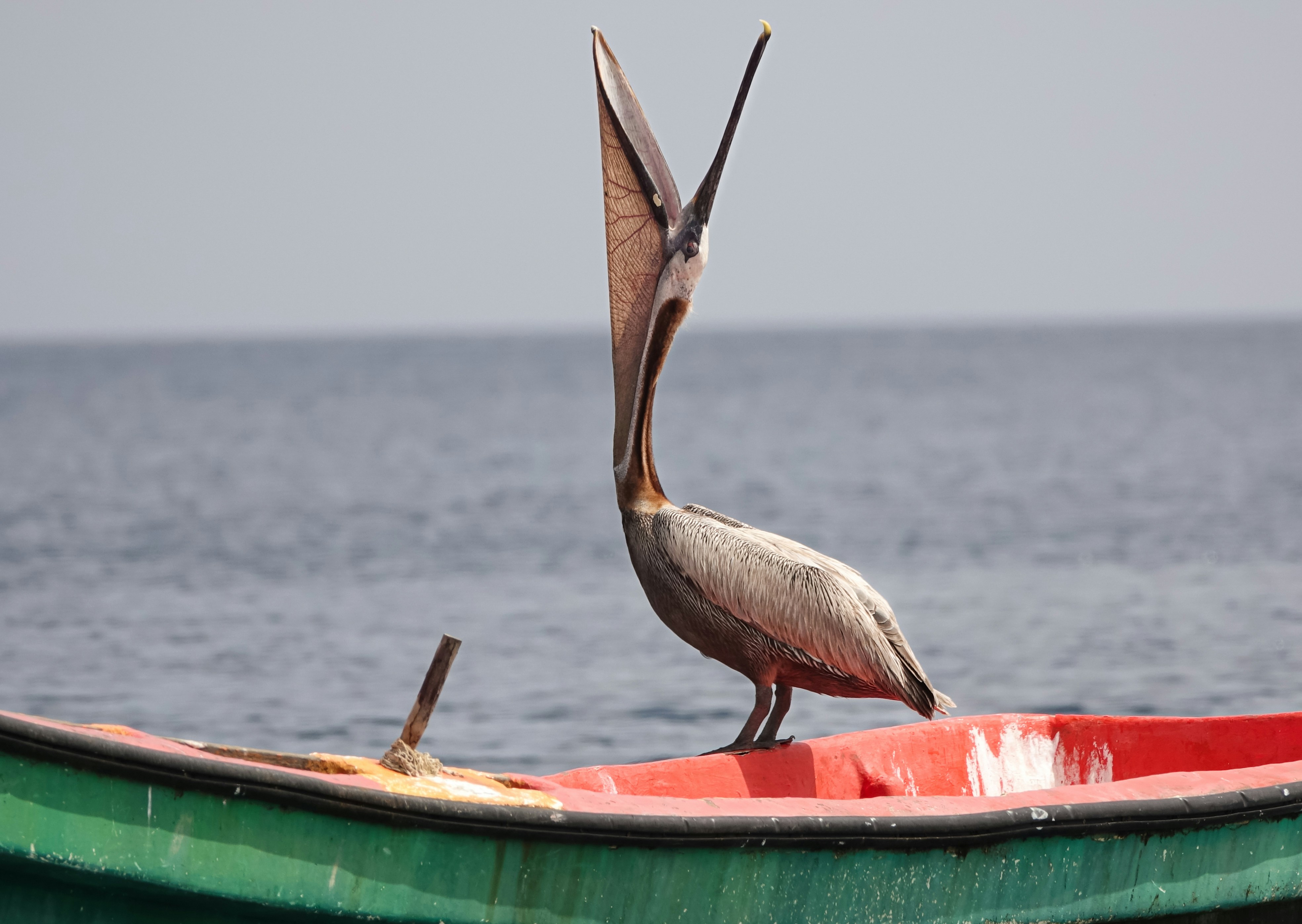 Brown pelican / pélican brun