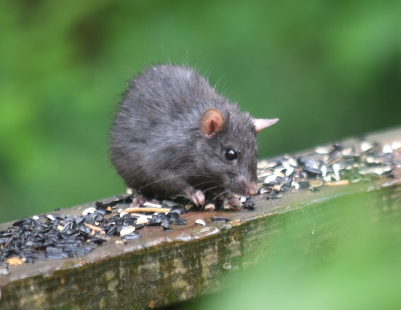 Rats : comment détecter, prévenir et traiter efficacement à Marseille