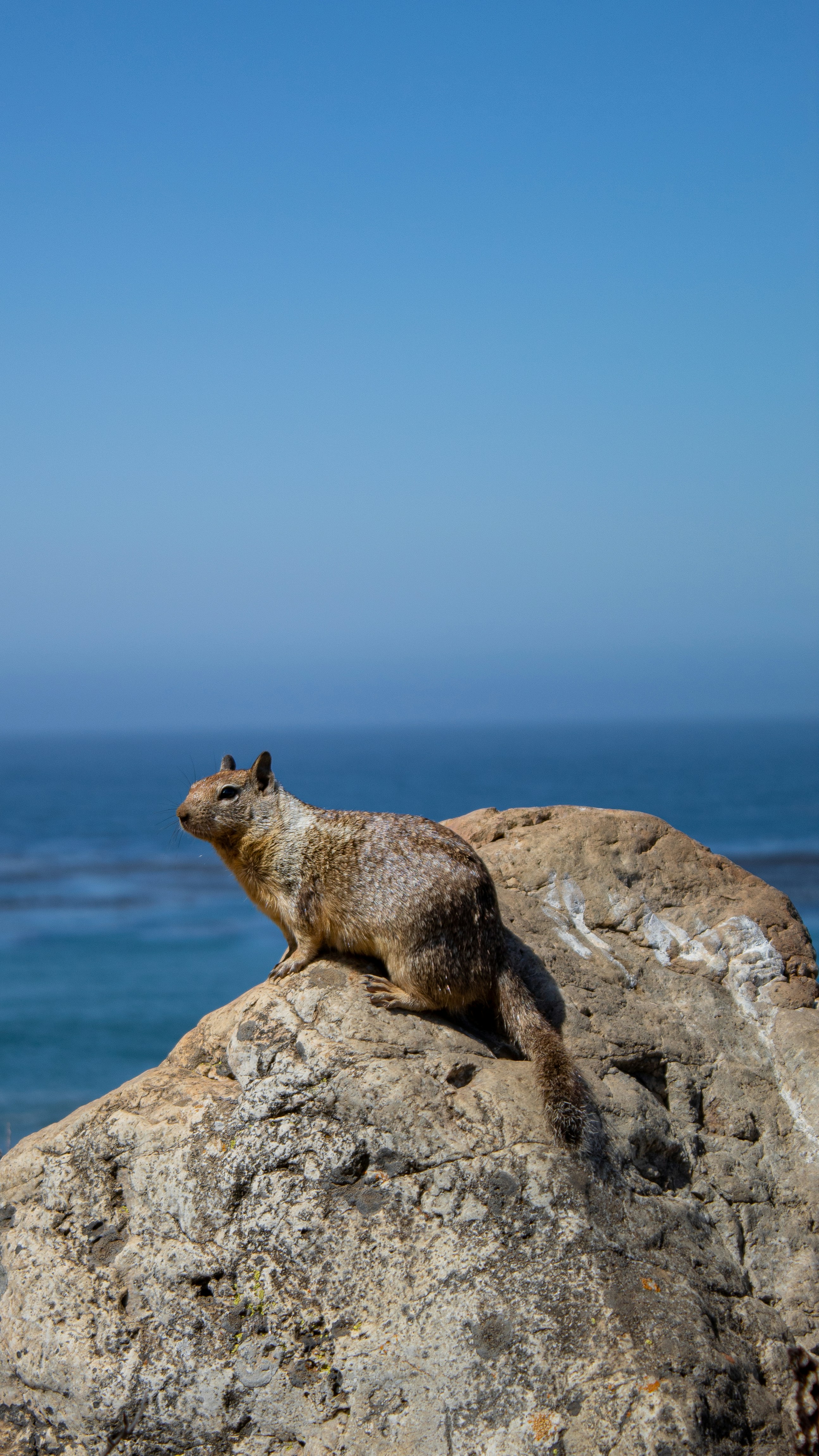 Coastal Sentry: Squirrel Poised on Weathered Rock