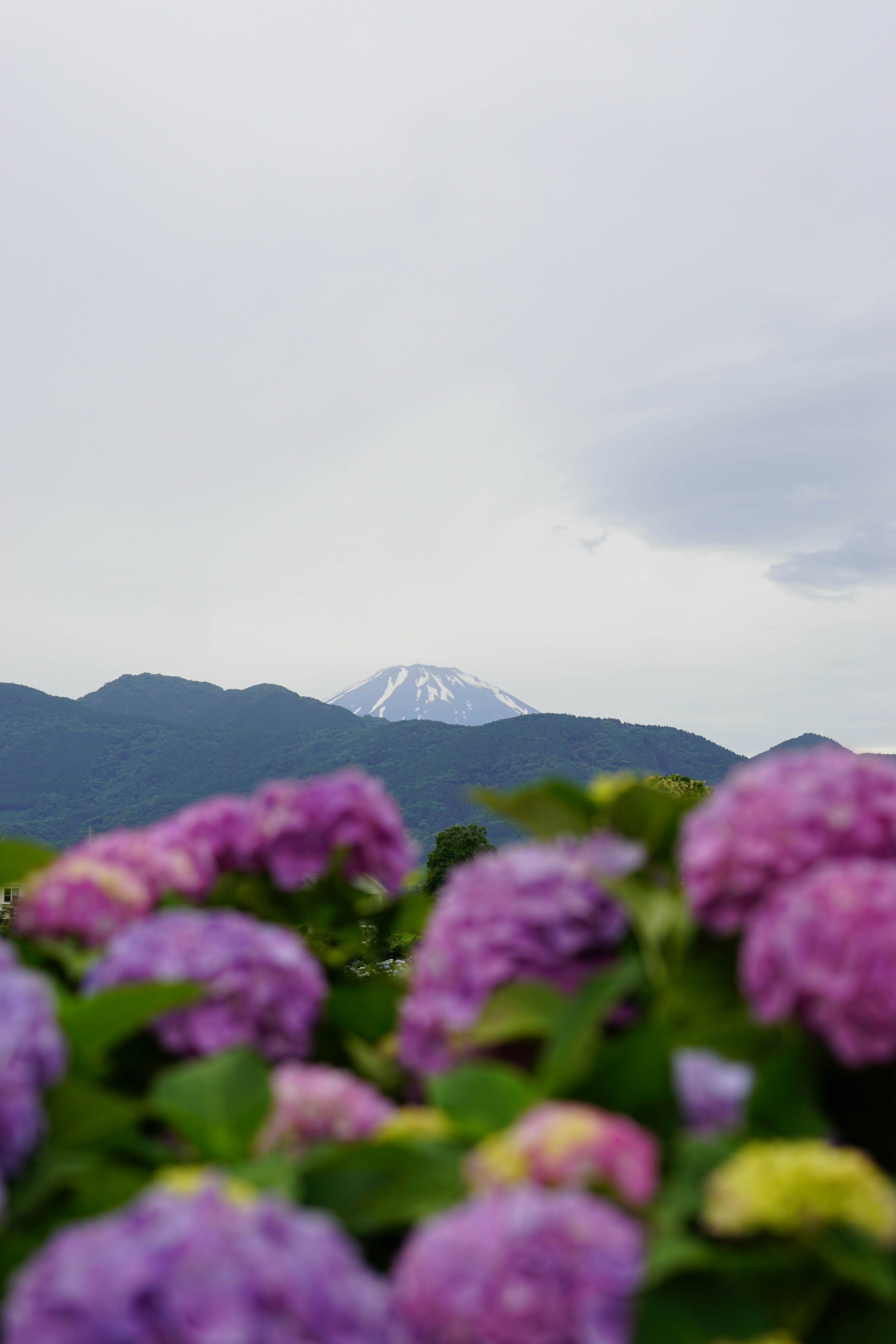 Purple Blooms and Snow-Capped Peaks