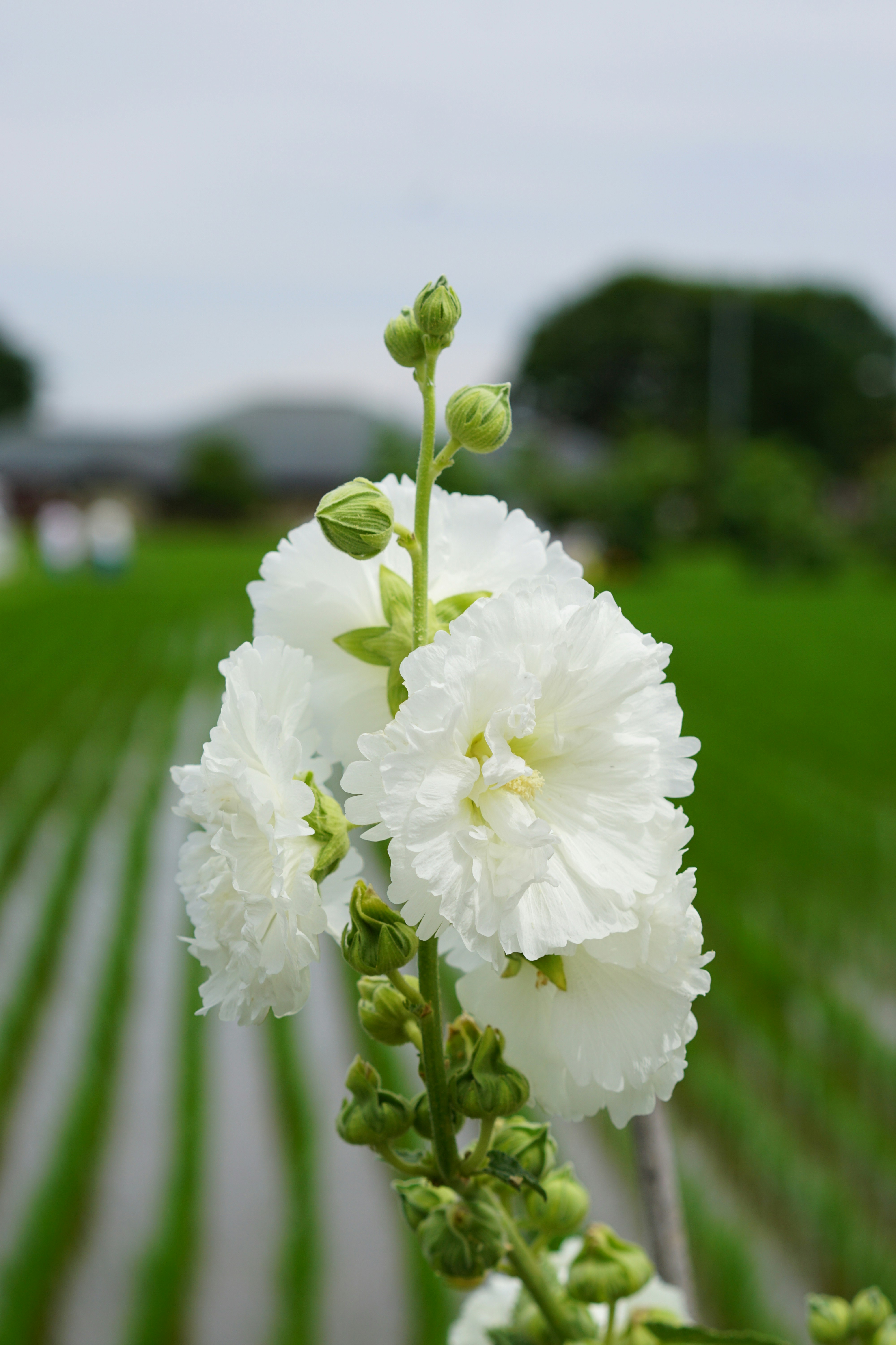 Kaisei hydrangea festival