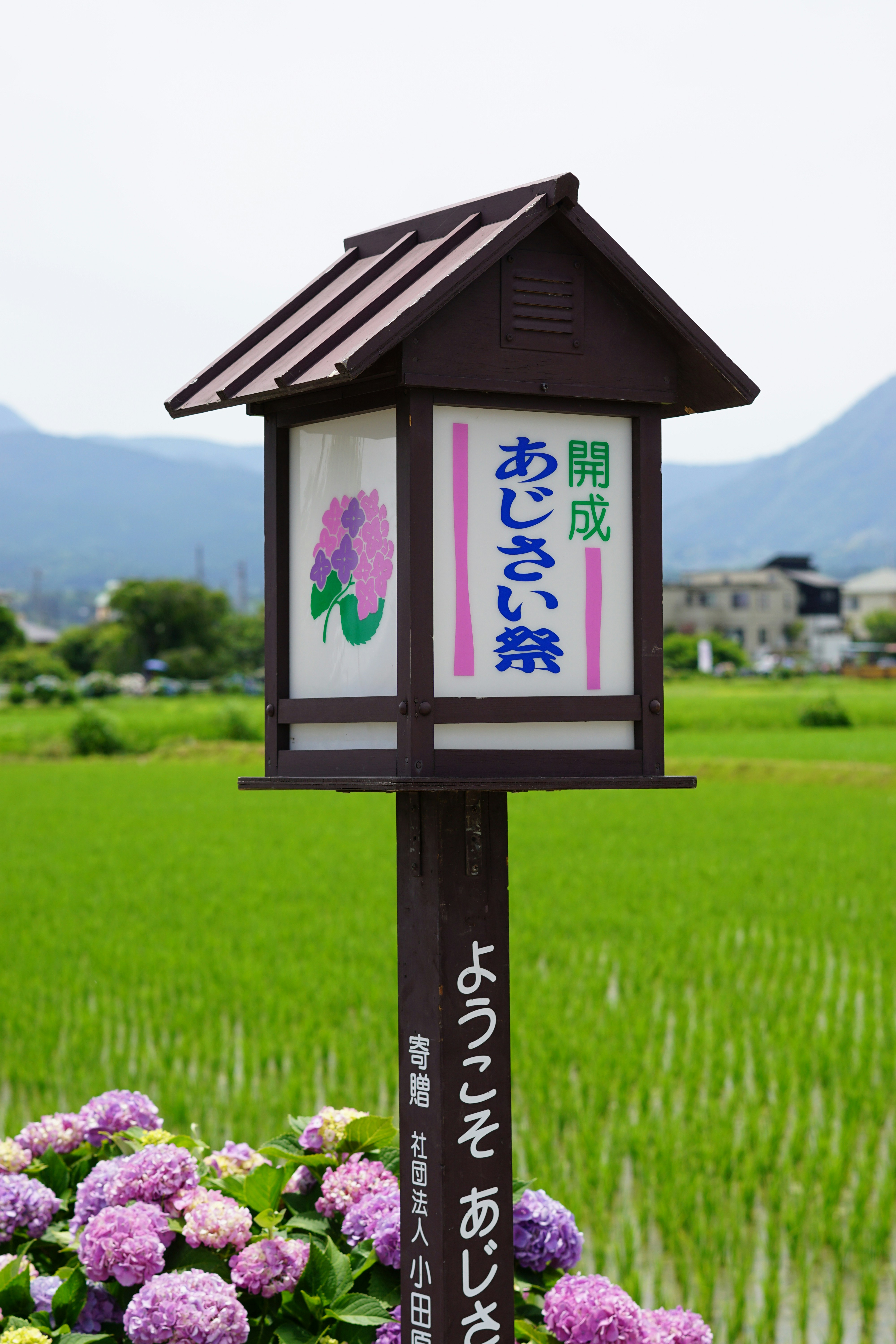 Kaisei hydrangea festival