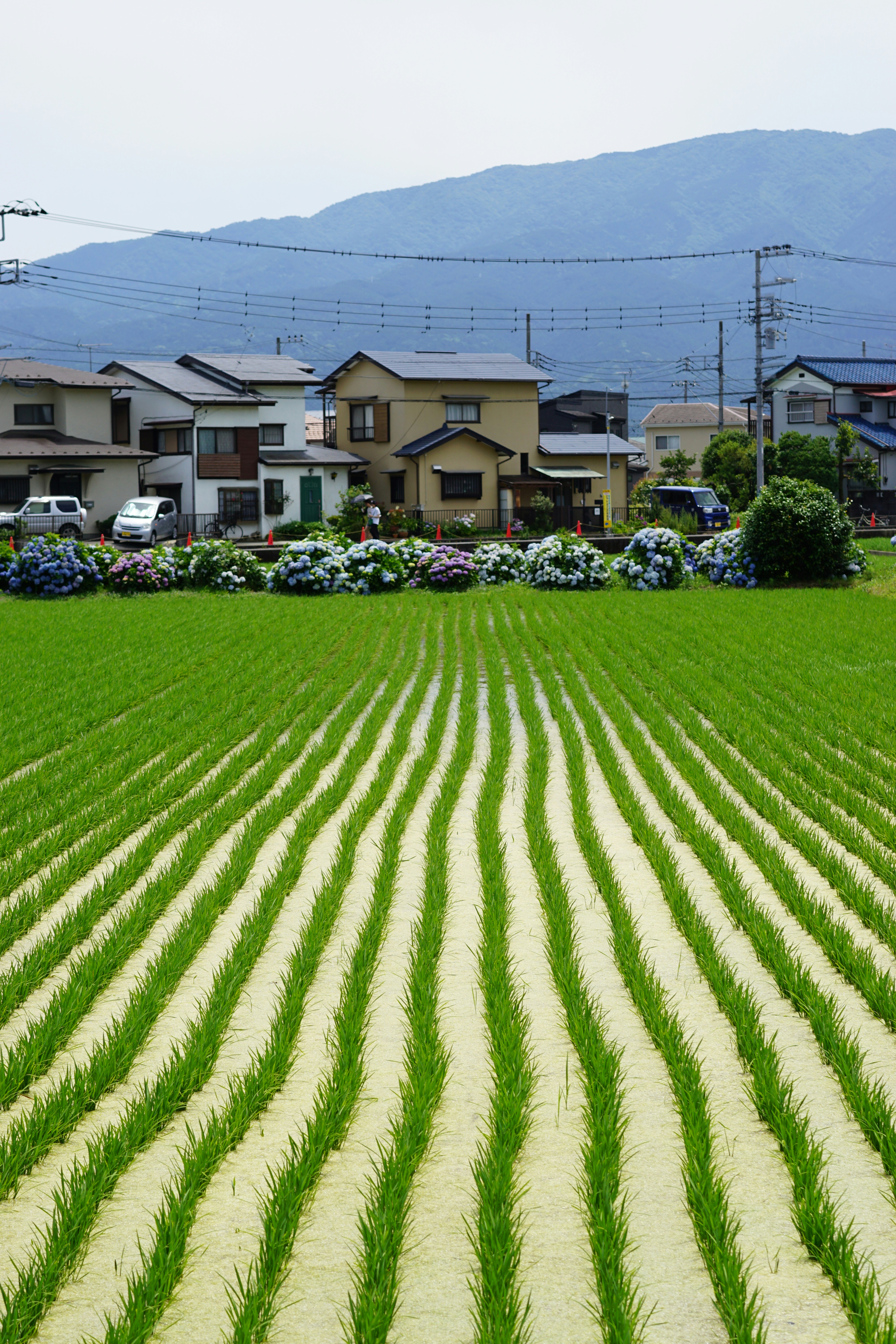 Kaisei hydrangea festival