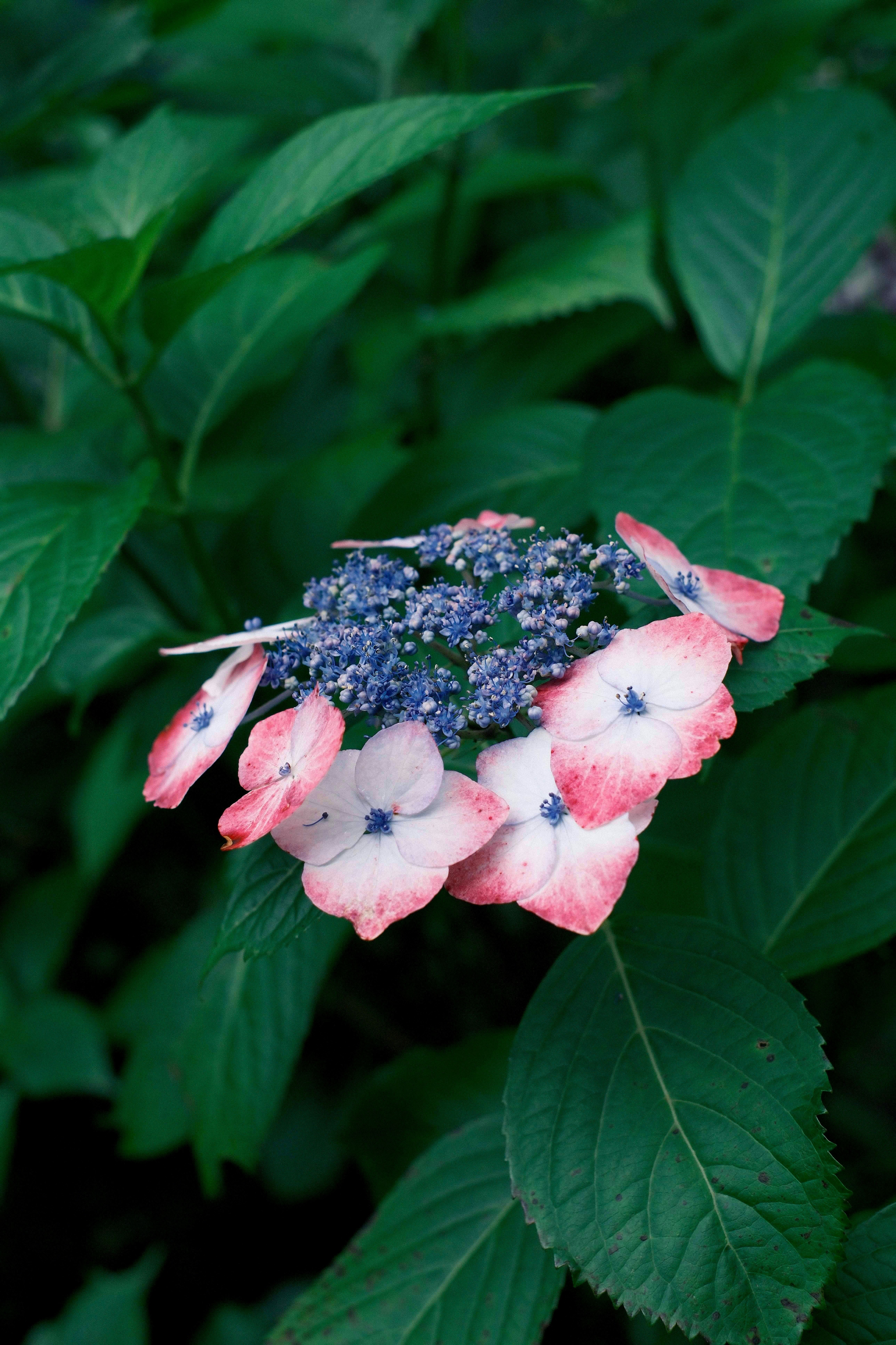 Petal Crown: Pink-Edged Hydrangea Cradling a Deep Blue Core