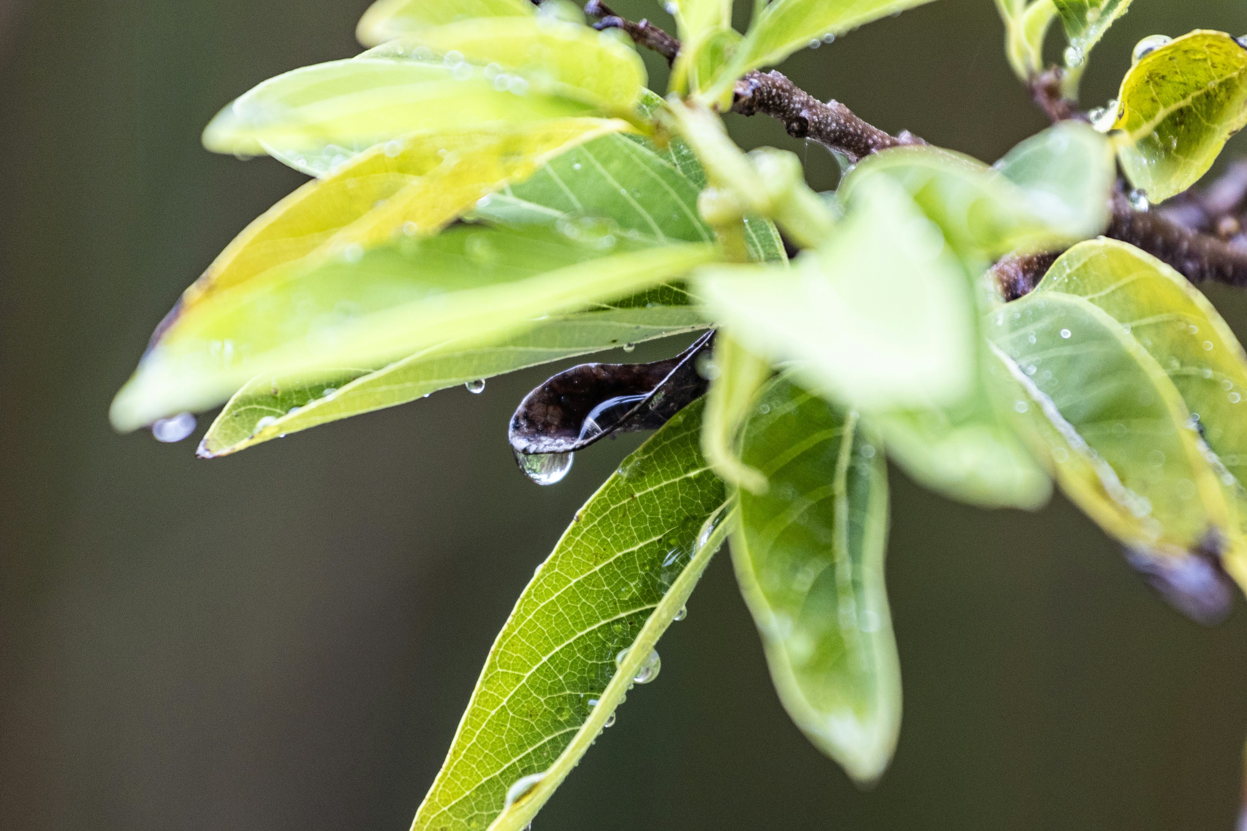 A close up of a tree branch with water drops photo – Free Nature Image ...