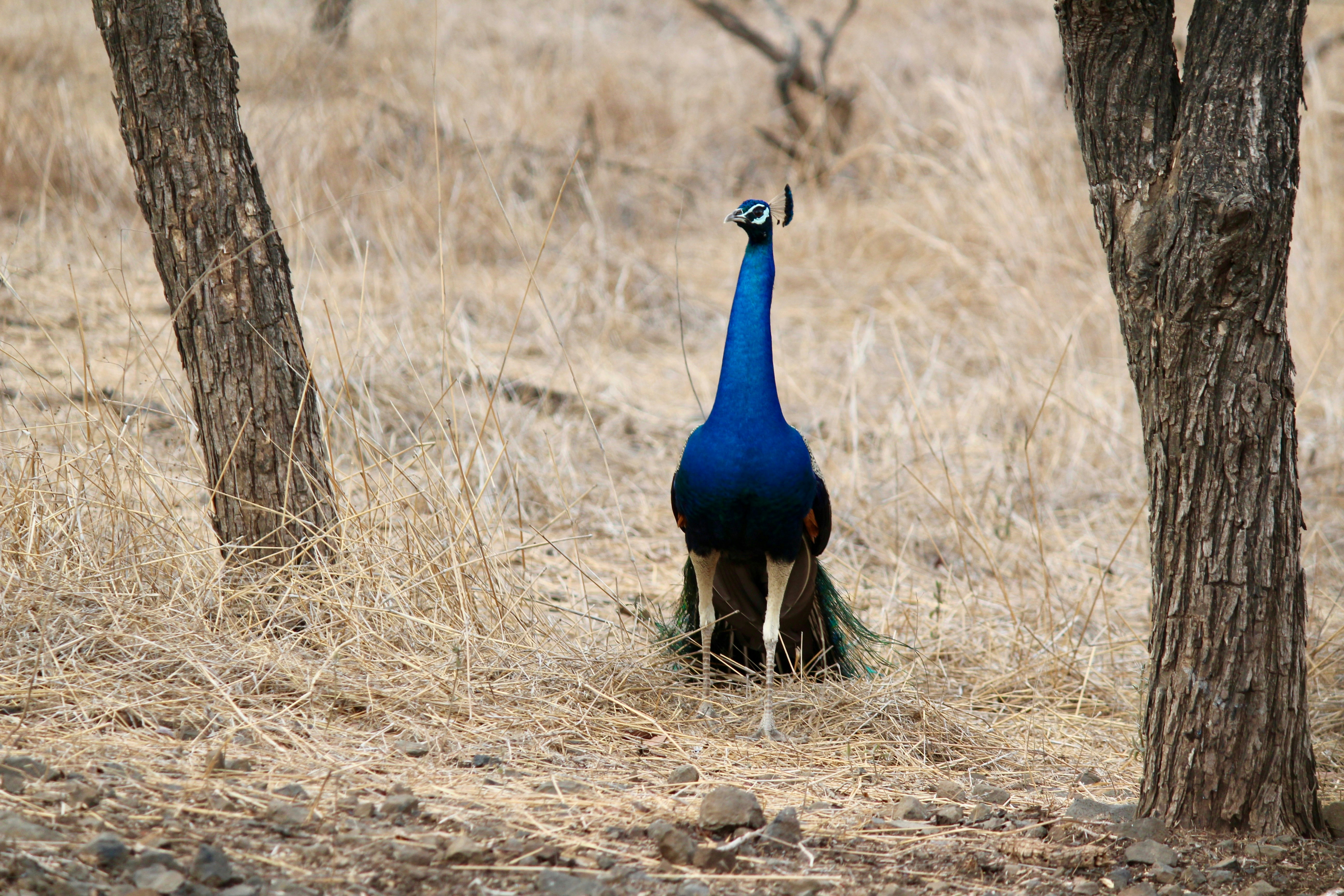 Azure Crest Through a Dry-Gold Clearing: A Peacock's Quiet Stroll Between Trees