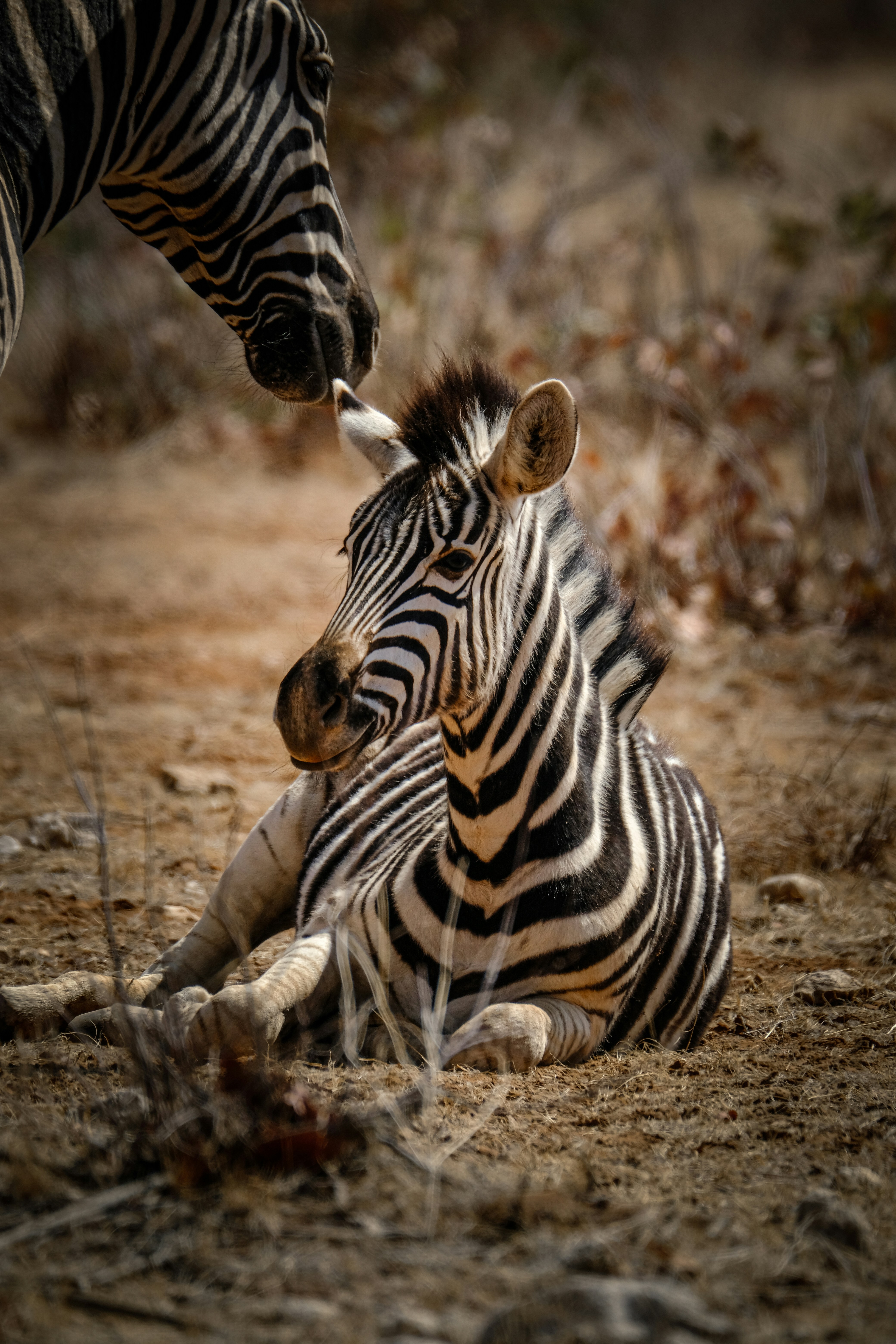A baby zebra laying on the ground next to an adult zebra photo – Free ...