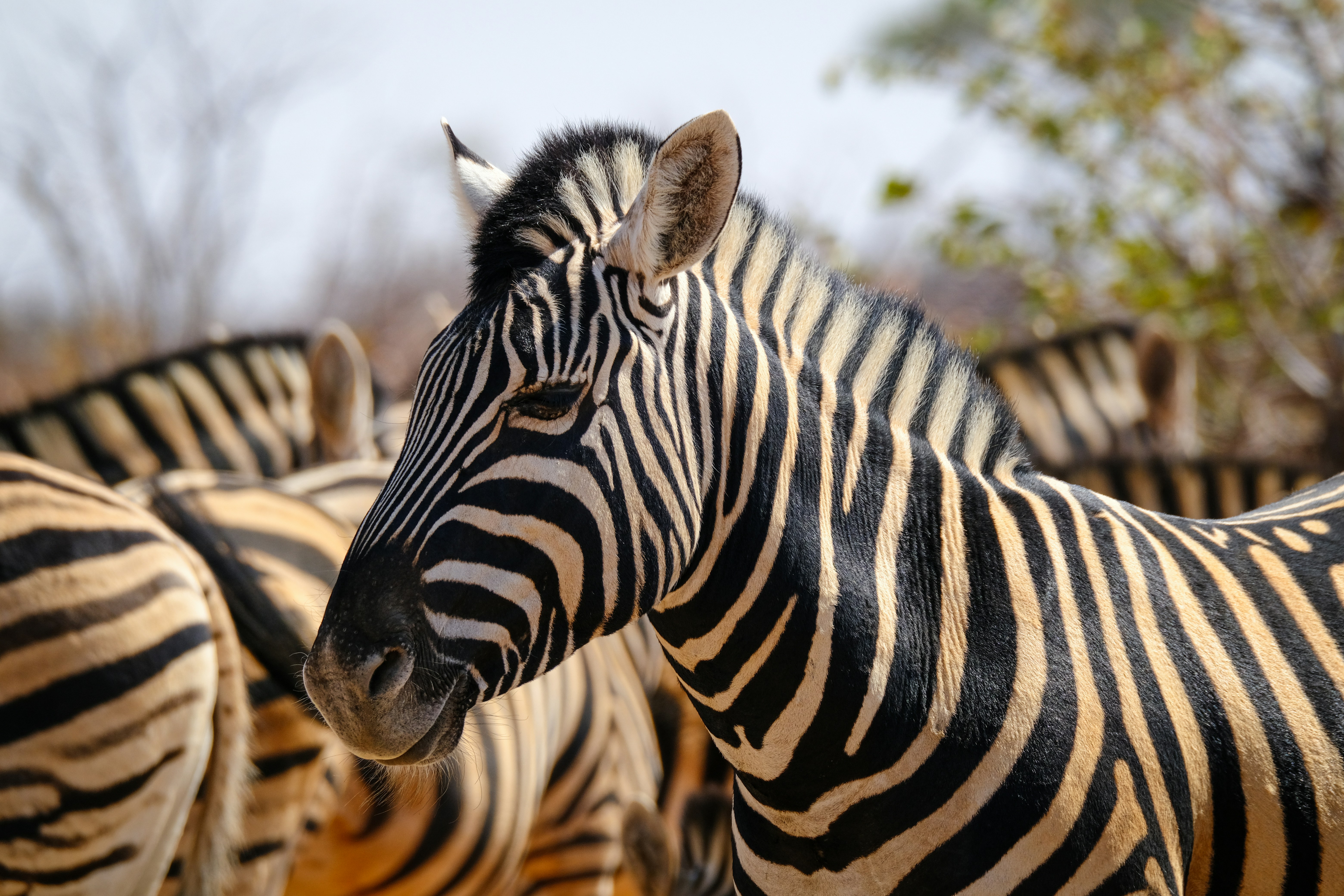 A herd of zebra standing next to each other photo – Free Nature Image ...