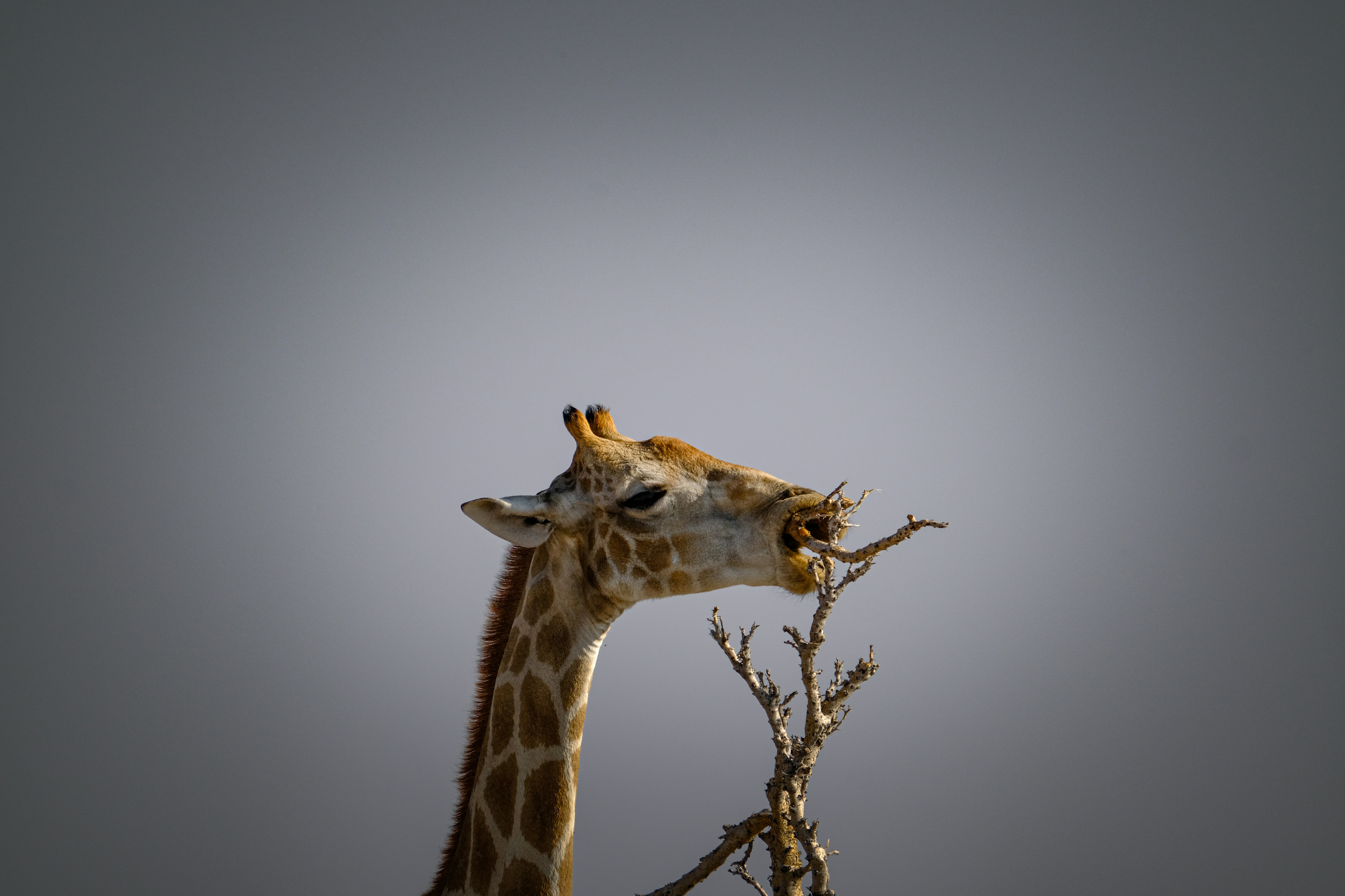 Giraffe's Quiet Reach Above a Leafless Twig Under a Smooth Sky