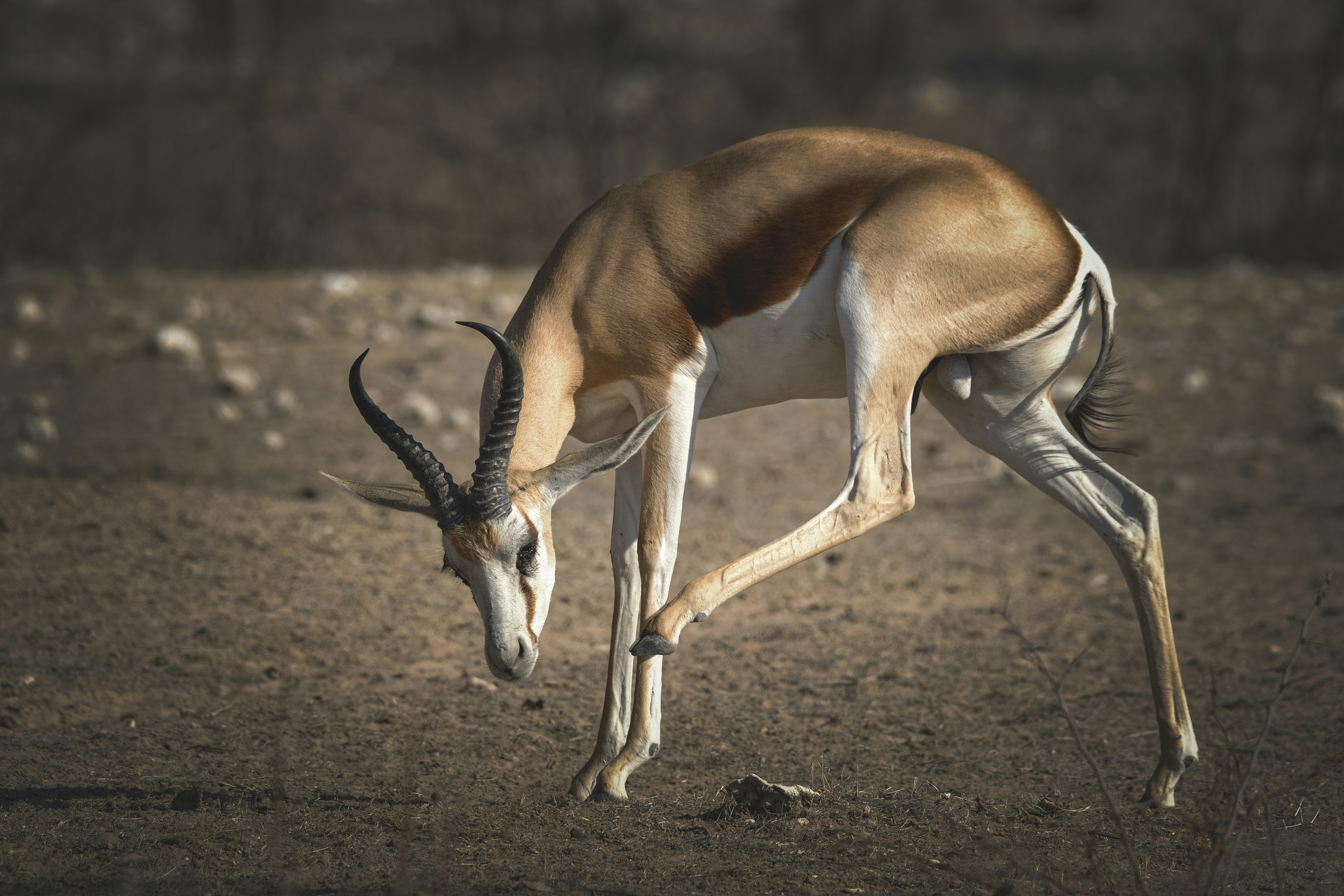 Gazelle Standing