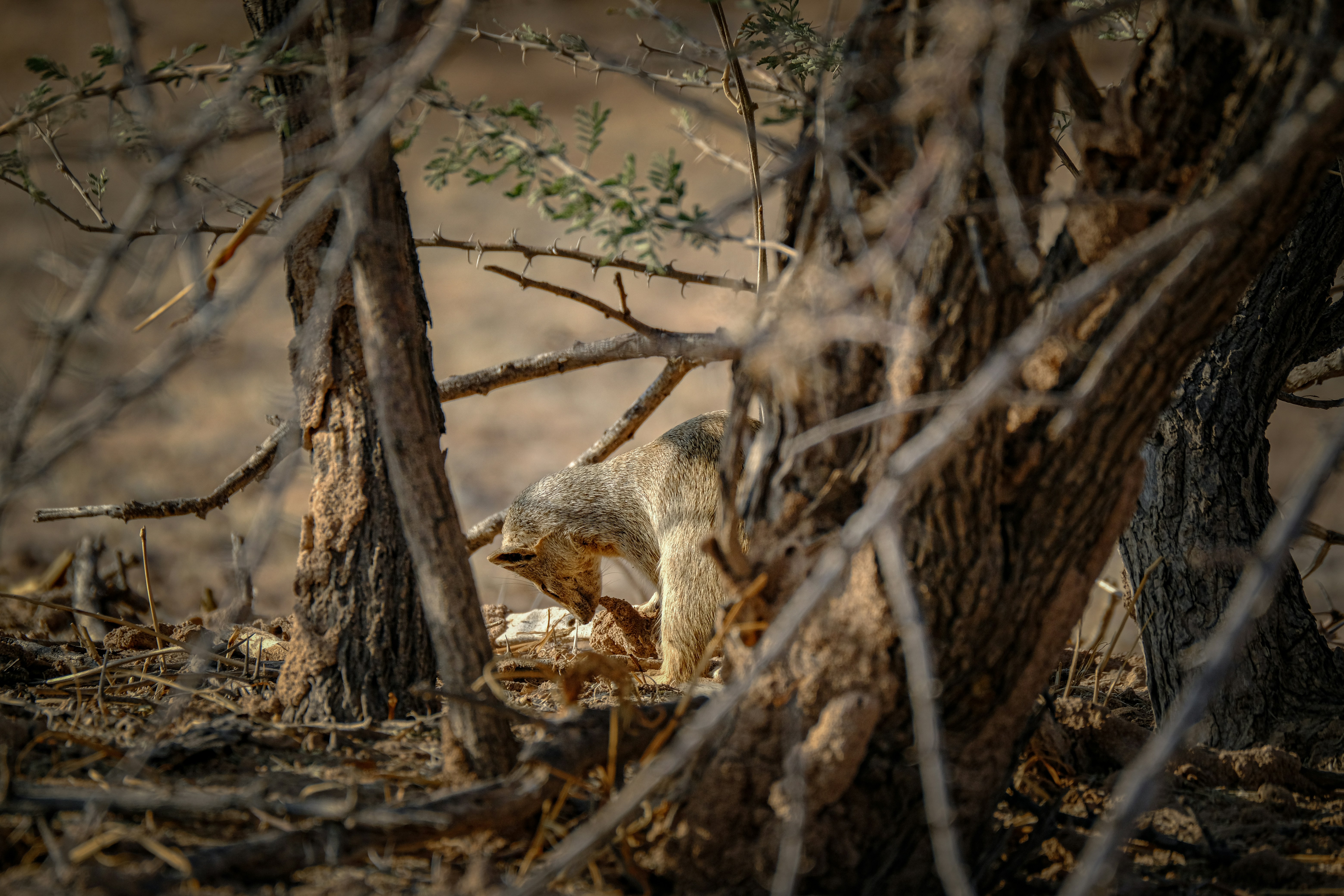 Hidden Moment: A Ground-Dwelling Forager Amid Narrow Branches