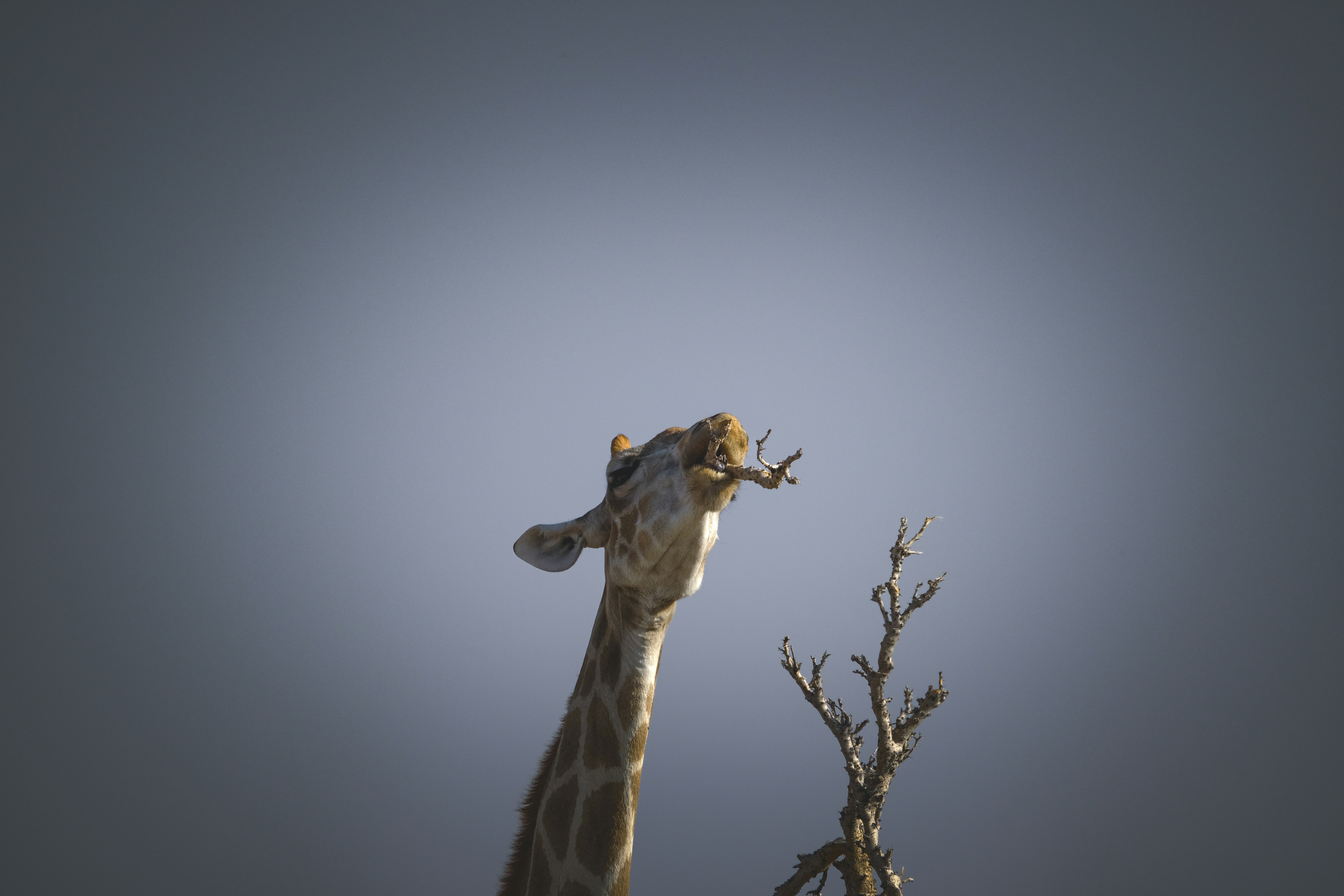 Tall Gaze: A Giraffe Reaches for a Sparse Branch Under Cerulean Sky