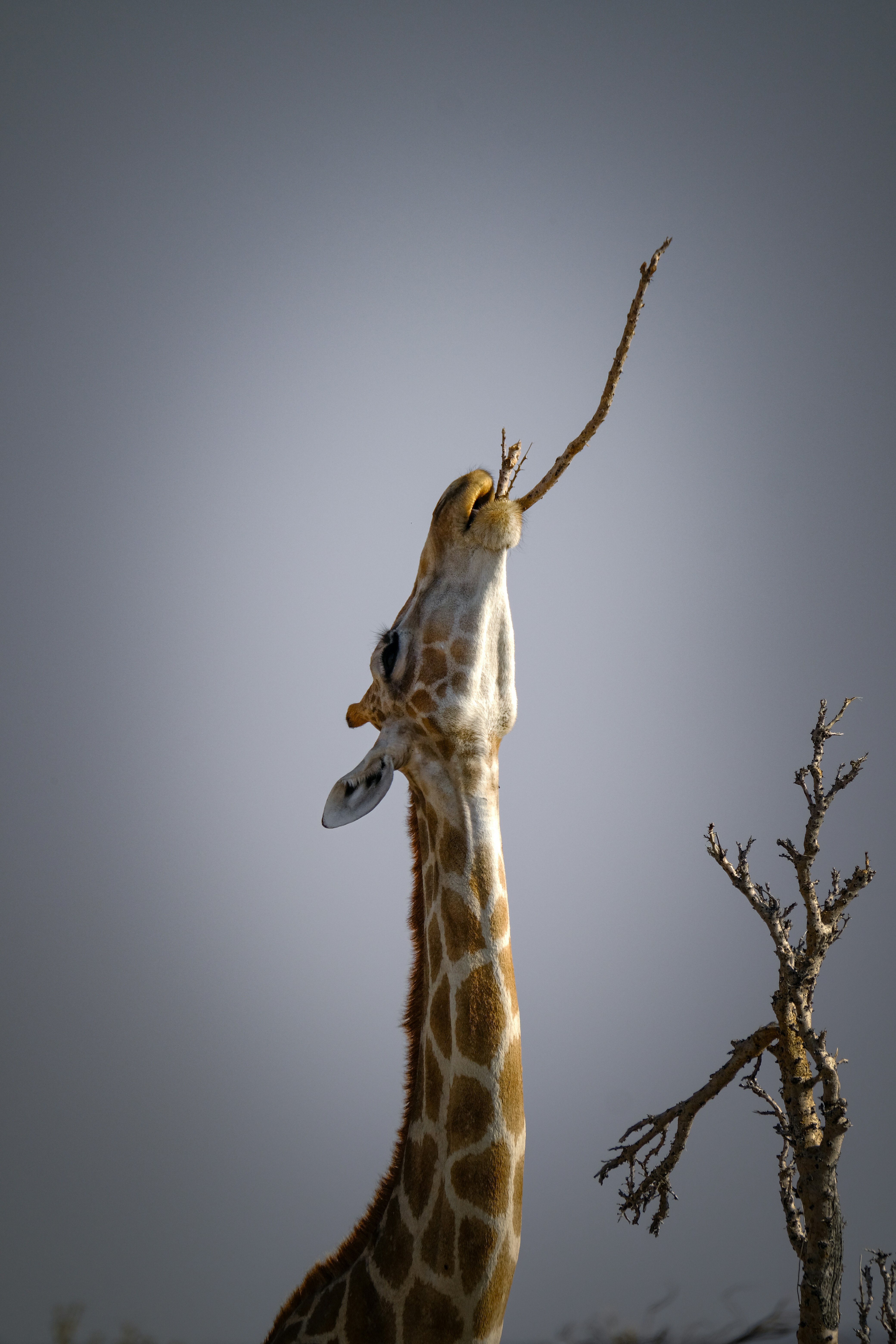 Giraffe in Bloom: A Portrait of a Long-Neck Moment Against a Soft Sky