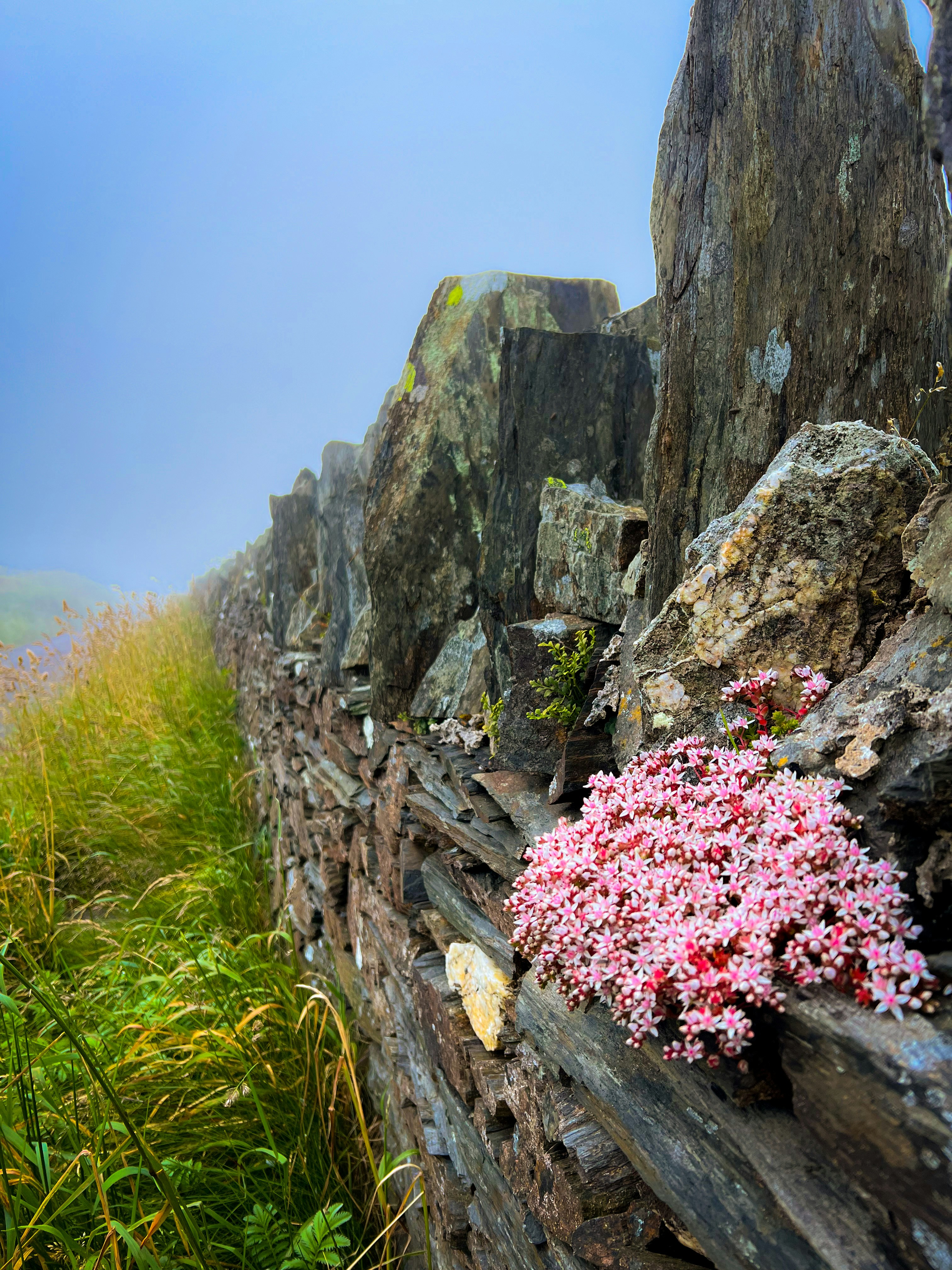 Pink Sedum Clinging to a Weathered Stone Wall at the Edge of a Meadow