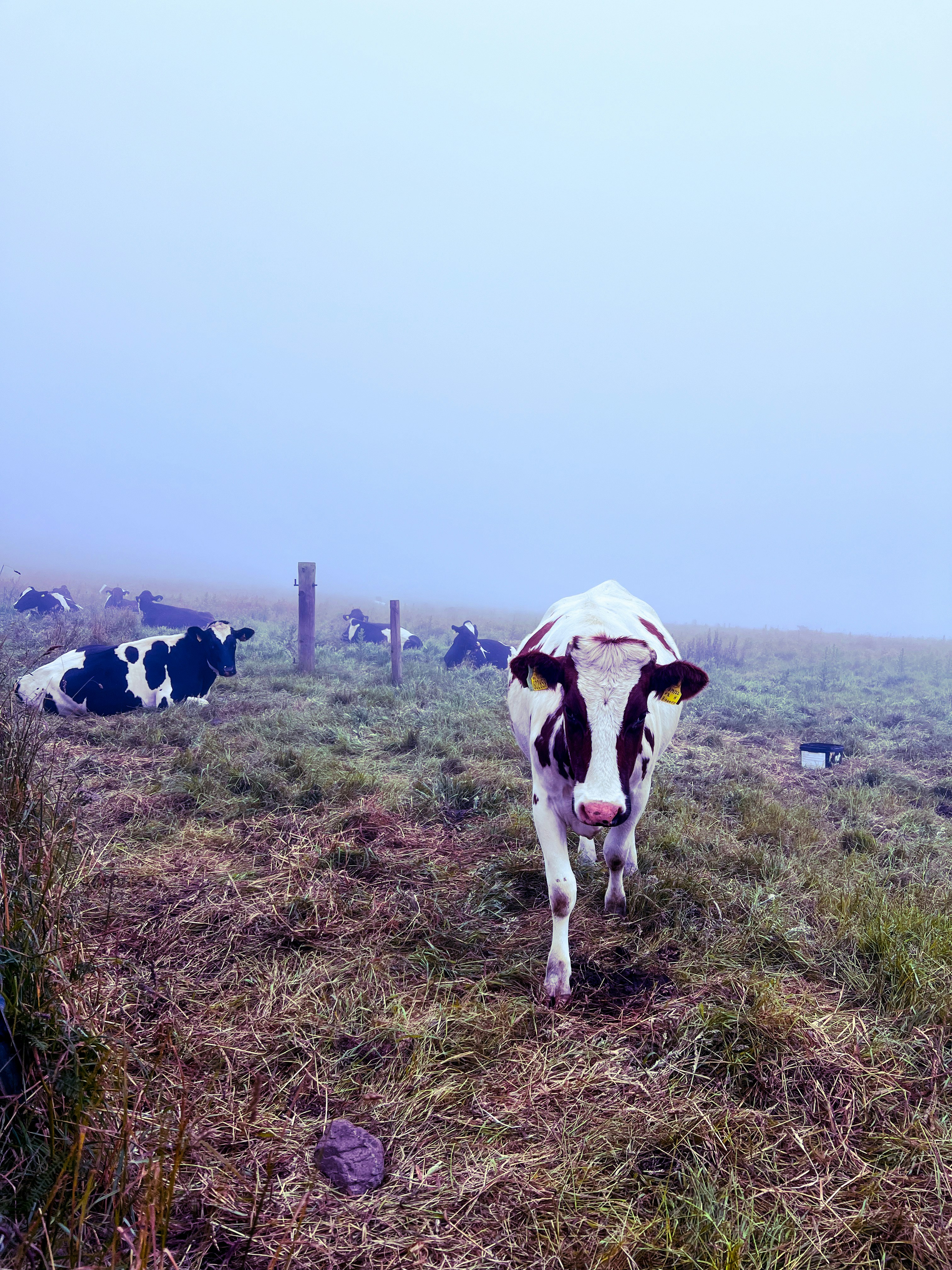 Misty Meadow Focus: Foreground Holstein in a Fog-Wrapped Pasture