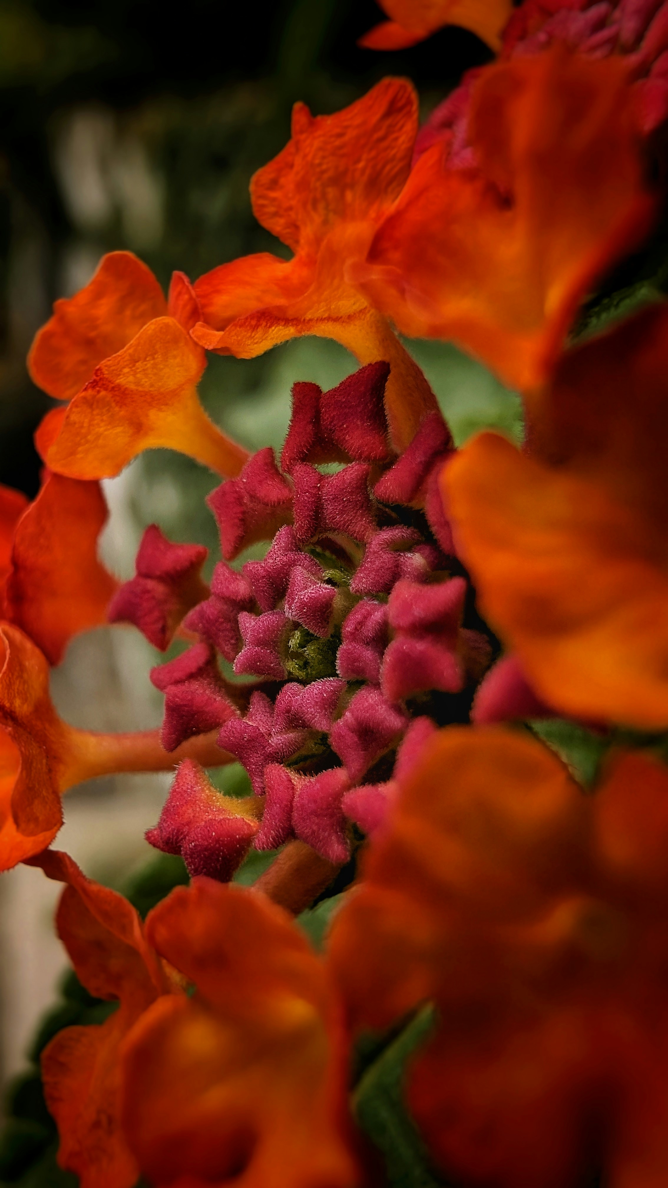 Fiery Core: A Macro Portrait of Lantana's Center