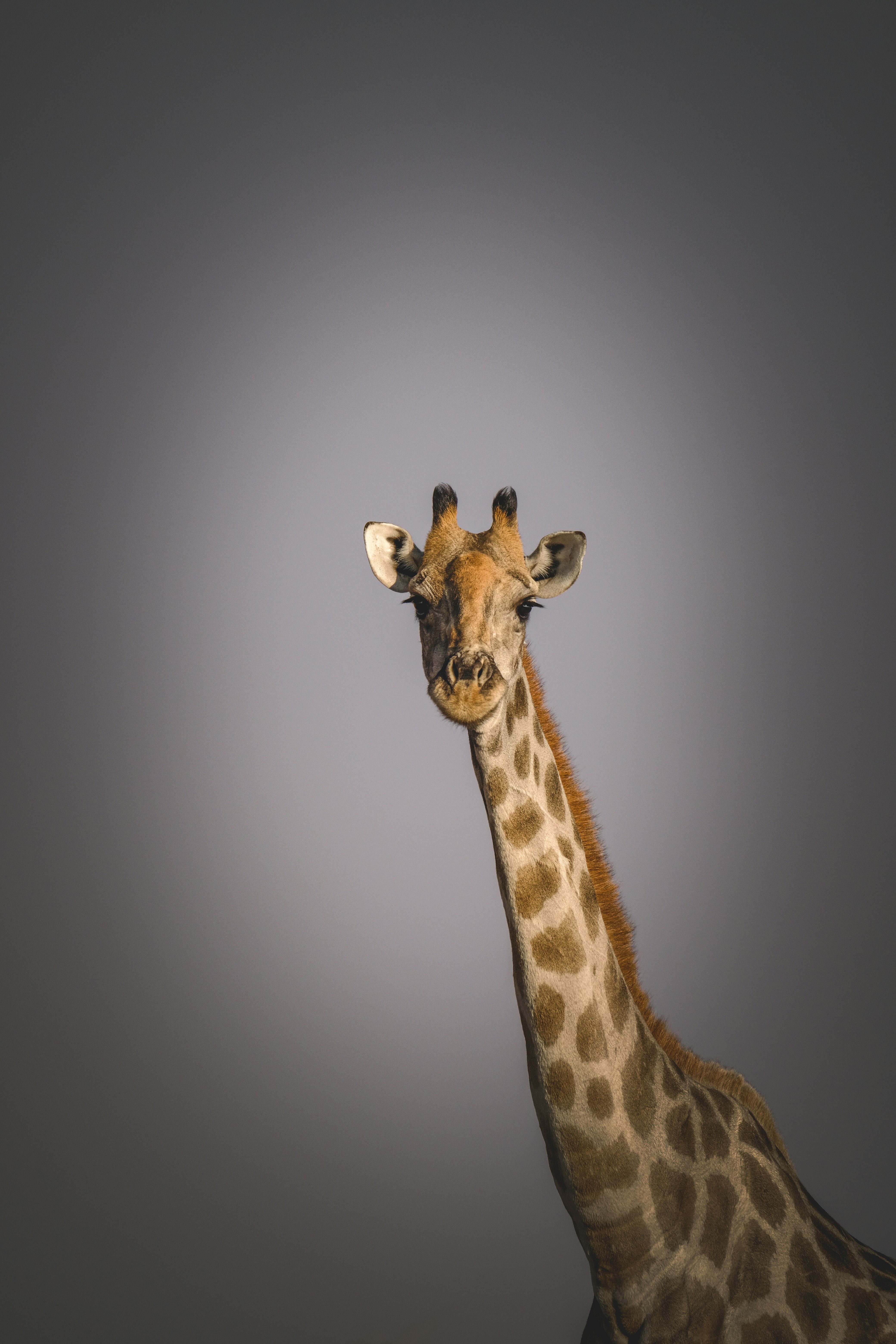 Giraffe Above the Spotlight: Quiet Ask in Twilight Studio