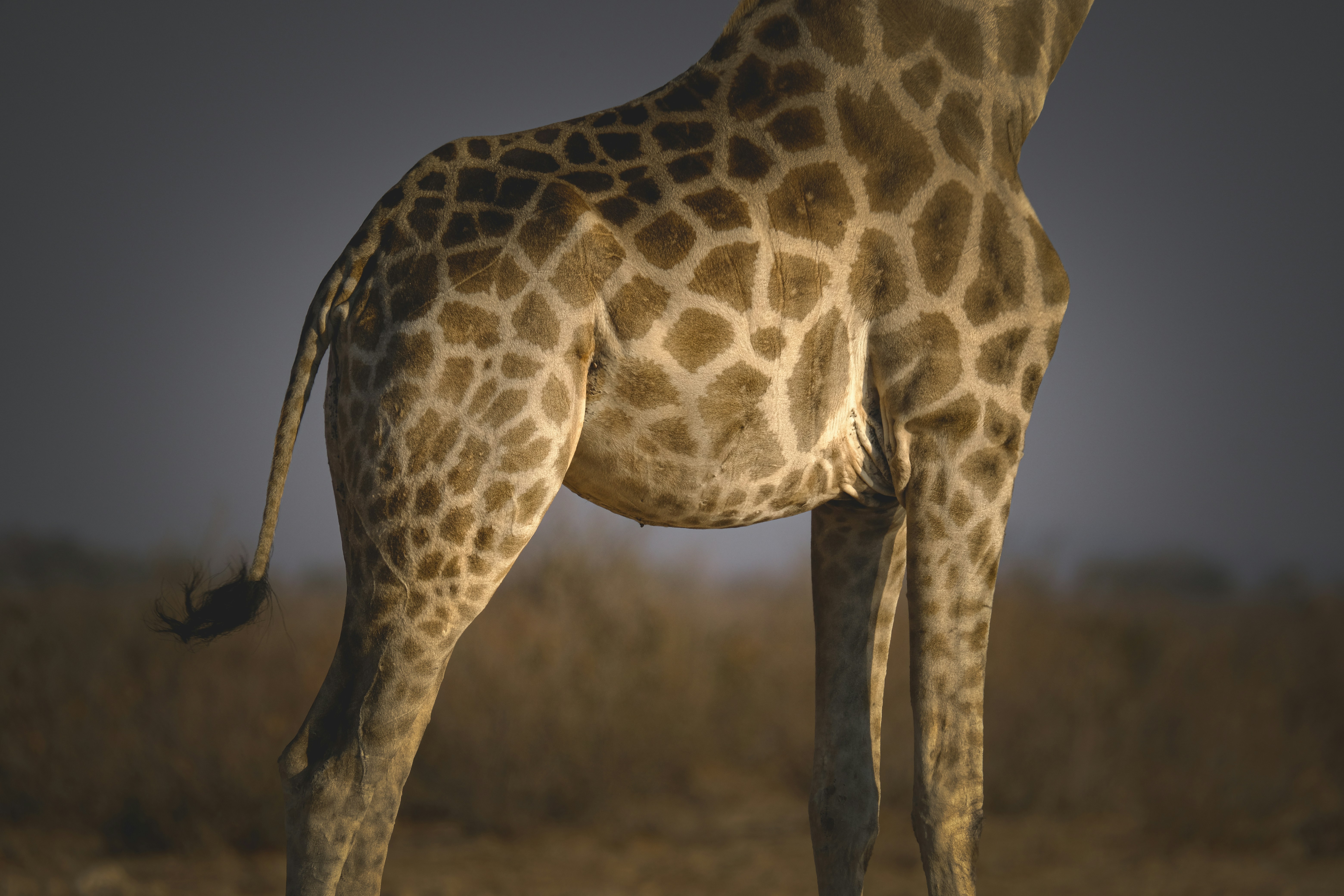 Backlit Mosaic: Giraffe's Spotted Form Against a Quiet Savannah
