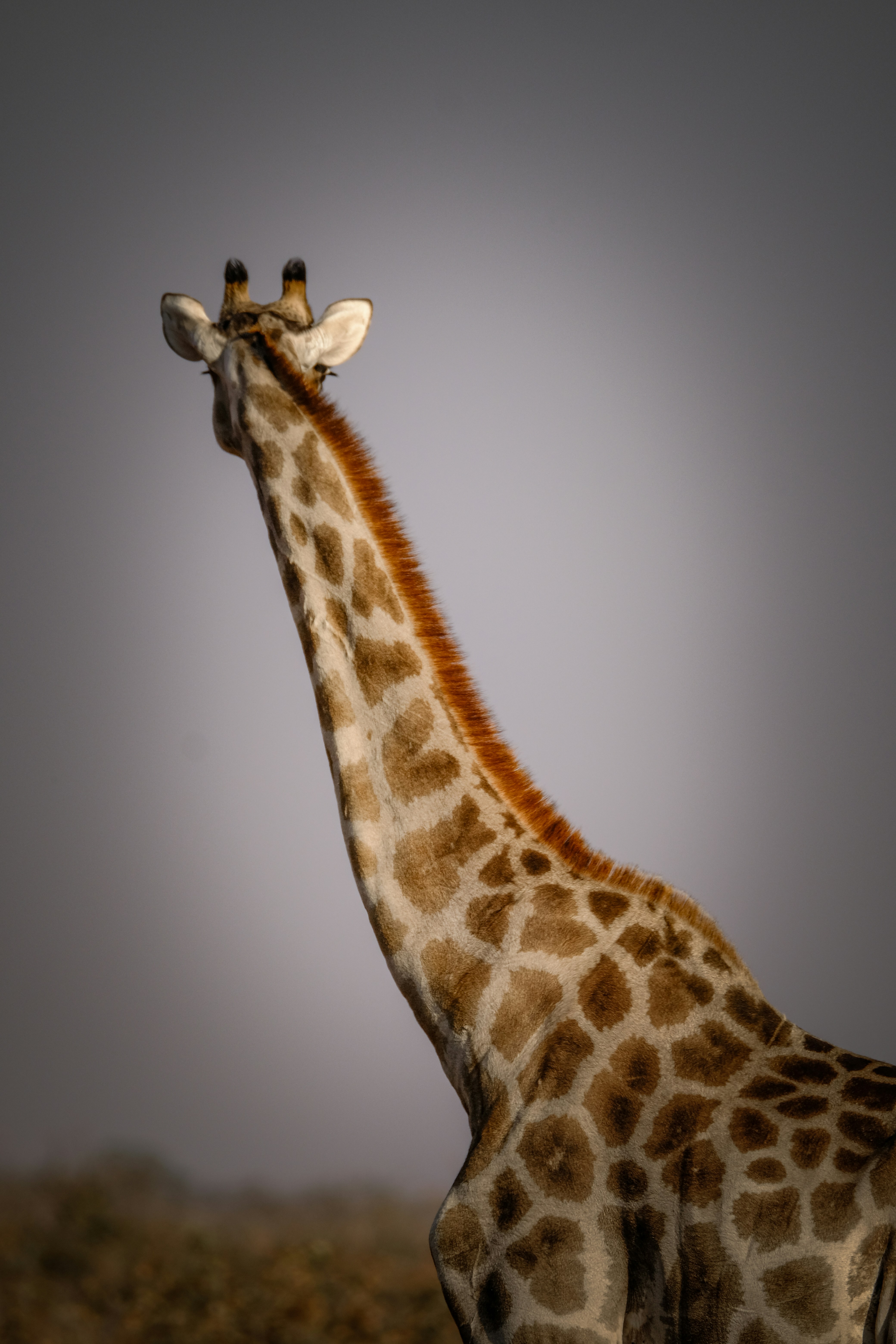 Giraffe Reach: Aiverted Neck Against a Quiet Sky