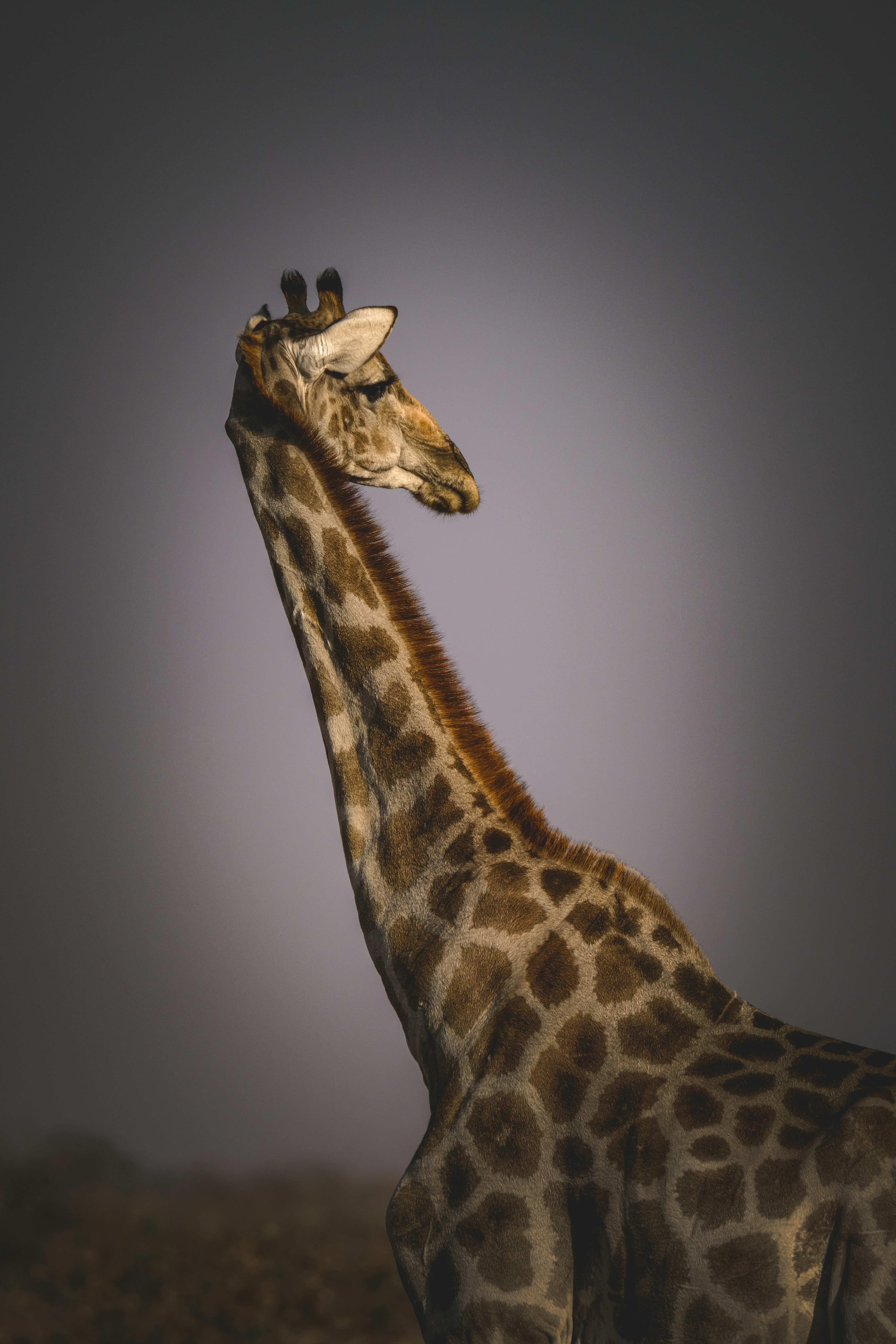 Dusk's Velvet Arc: A Giraffe Reaches Toward the Quiet Horizon