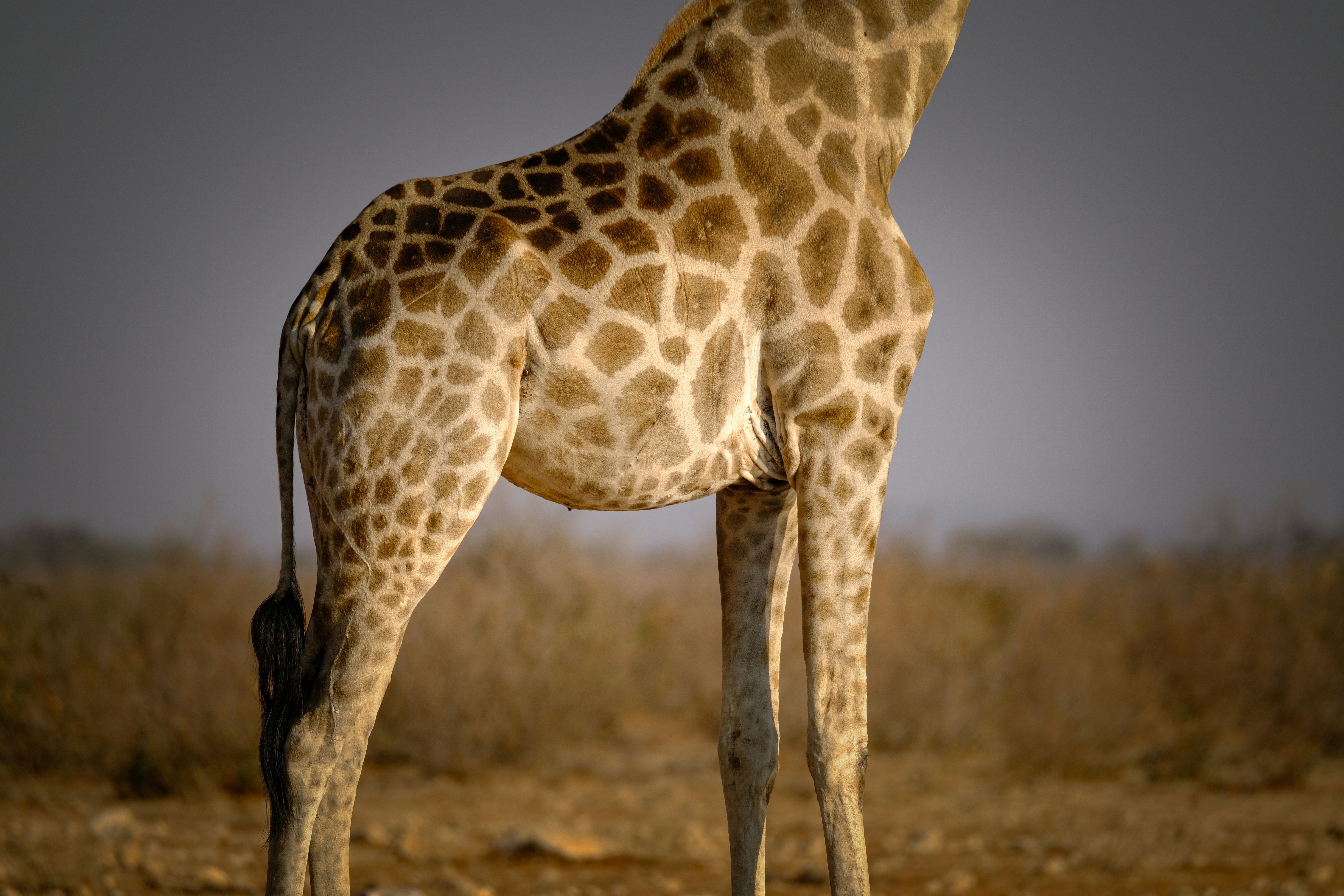 Dappled Sentinel in Desert Light