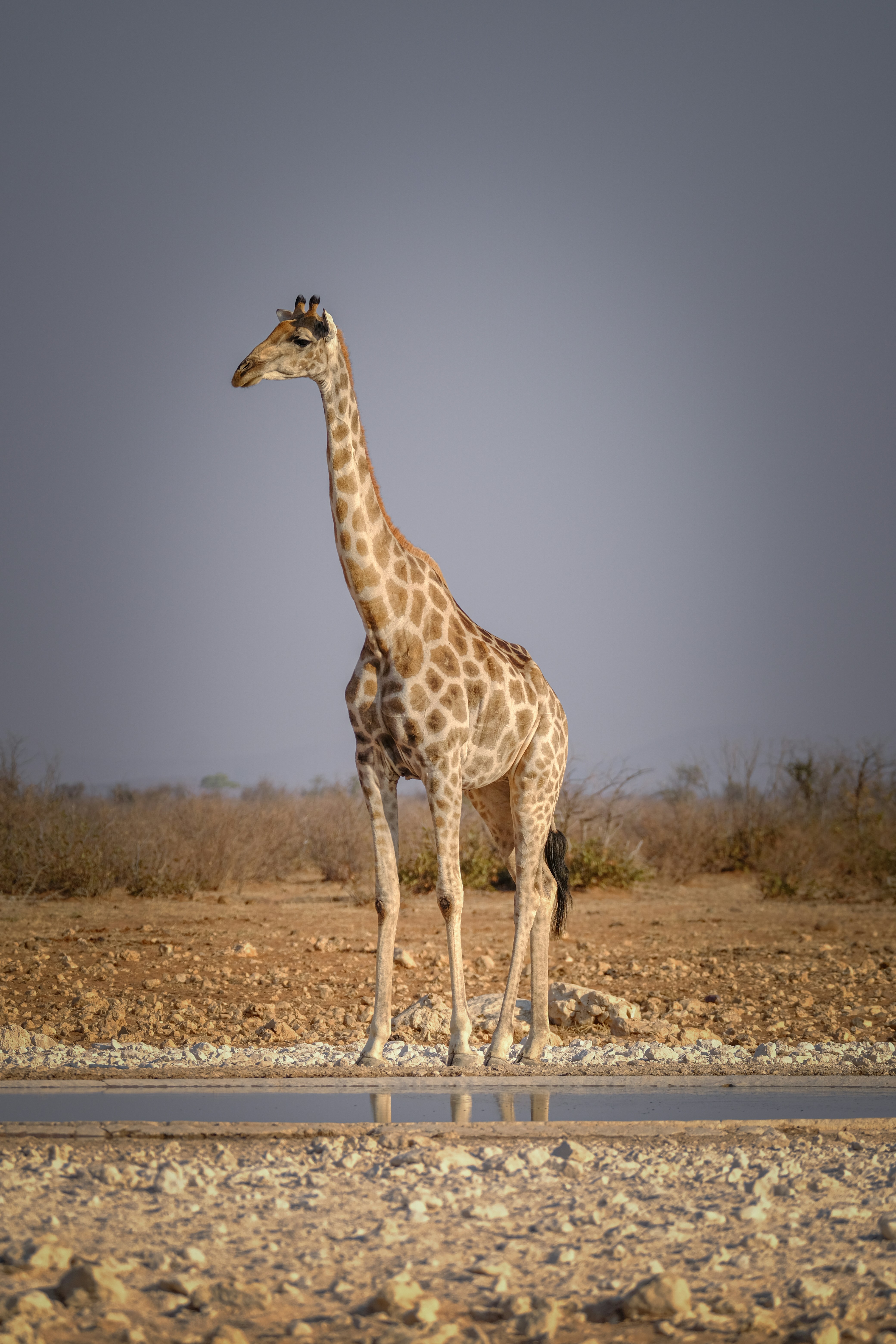 Desert Roadside Giraffe: A Quiet Sentinel Under a Steel-Blue Horizon
