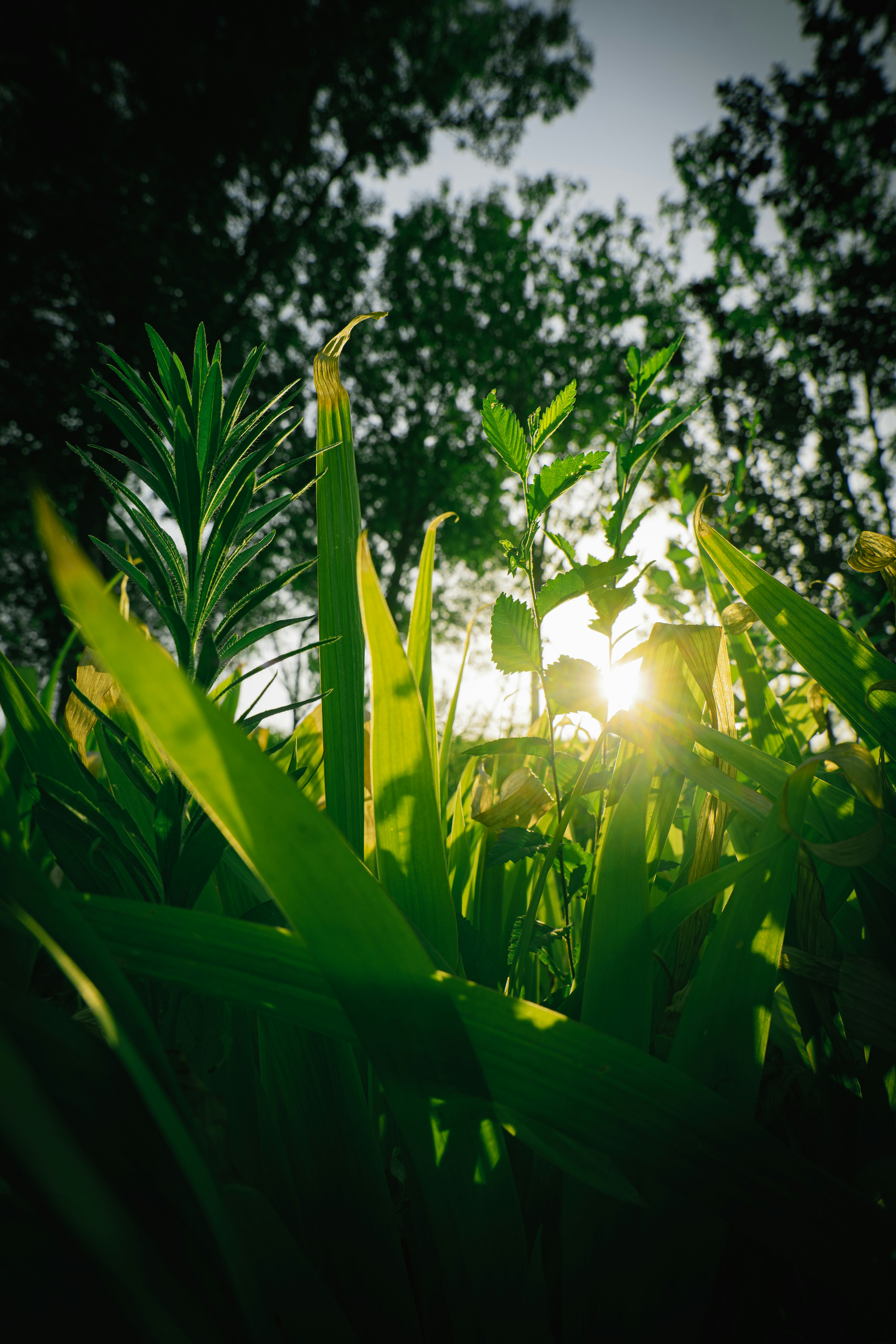 Sunburst Through Verdant Blades: Dawn in a Green Corridor