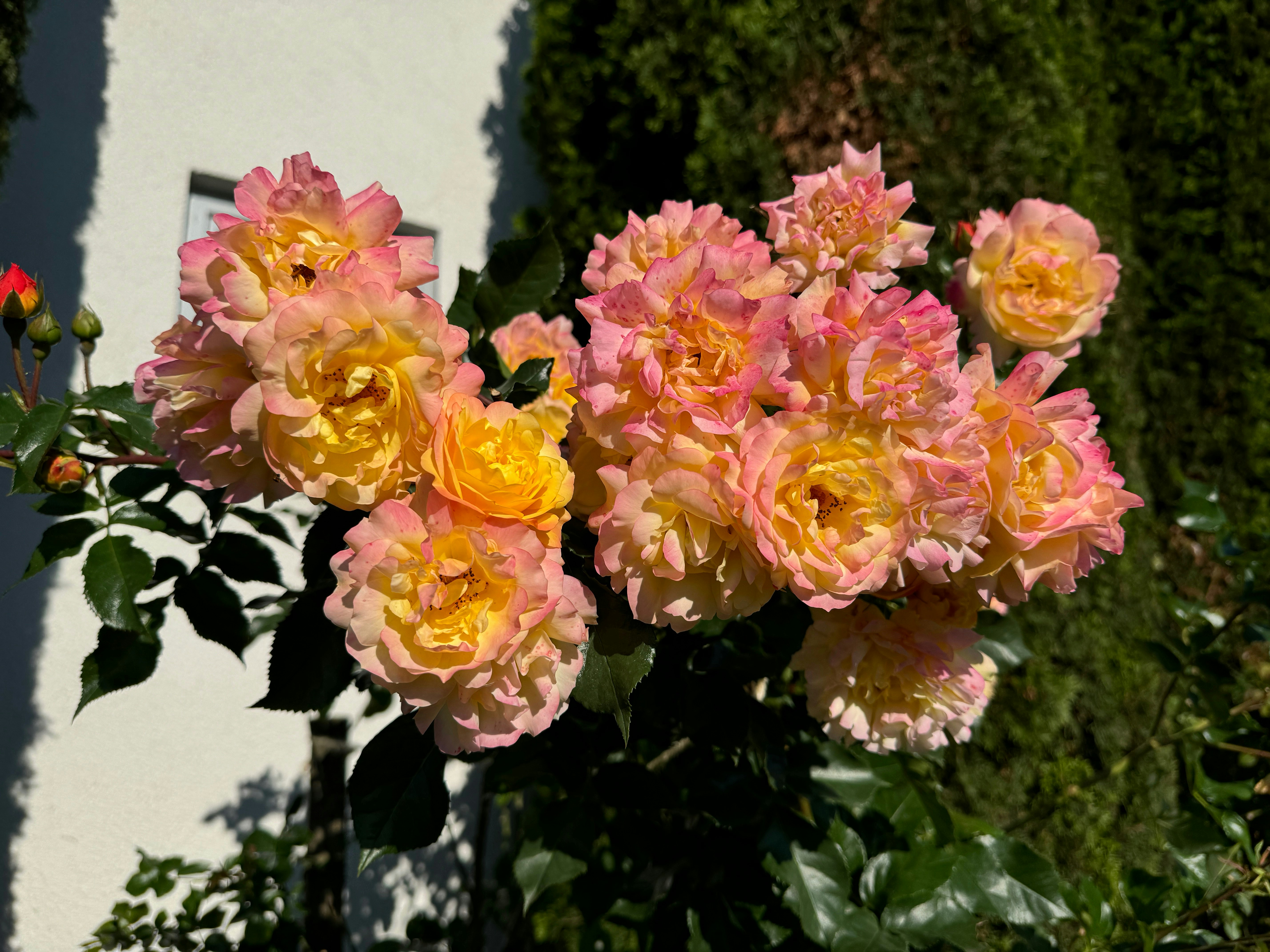 Photo by Henning Gärtner with Apple iPhone 15 Pro Max