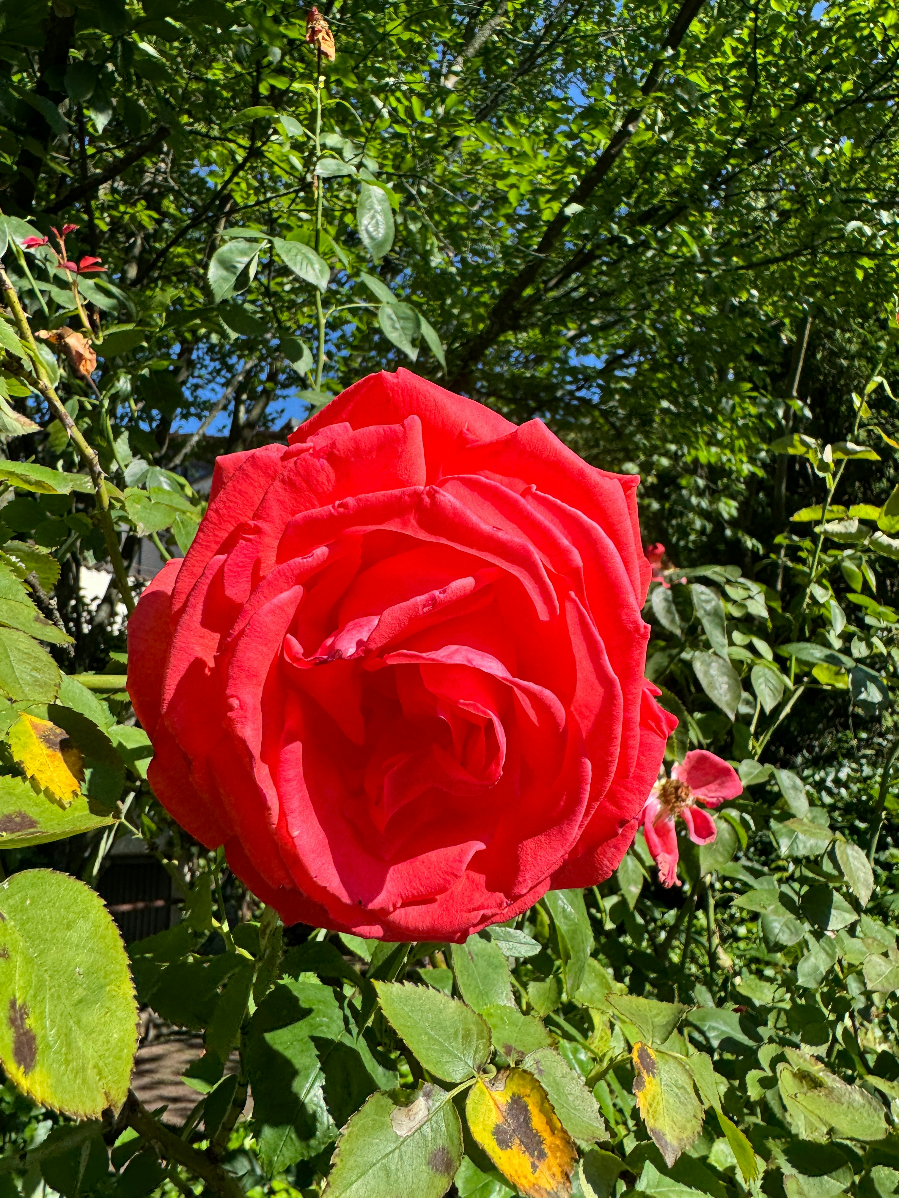 Crimson Velvet in Sunlight: A Close-Up Rose Amid Garden Greens