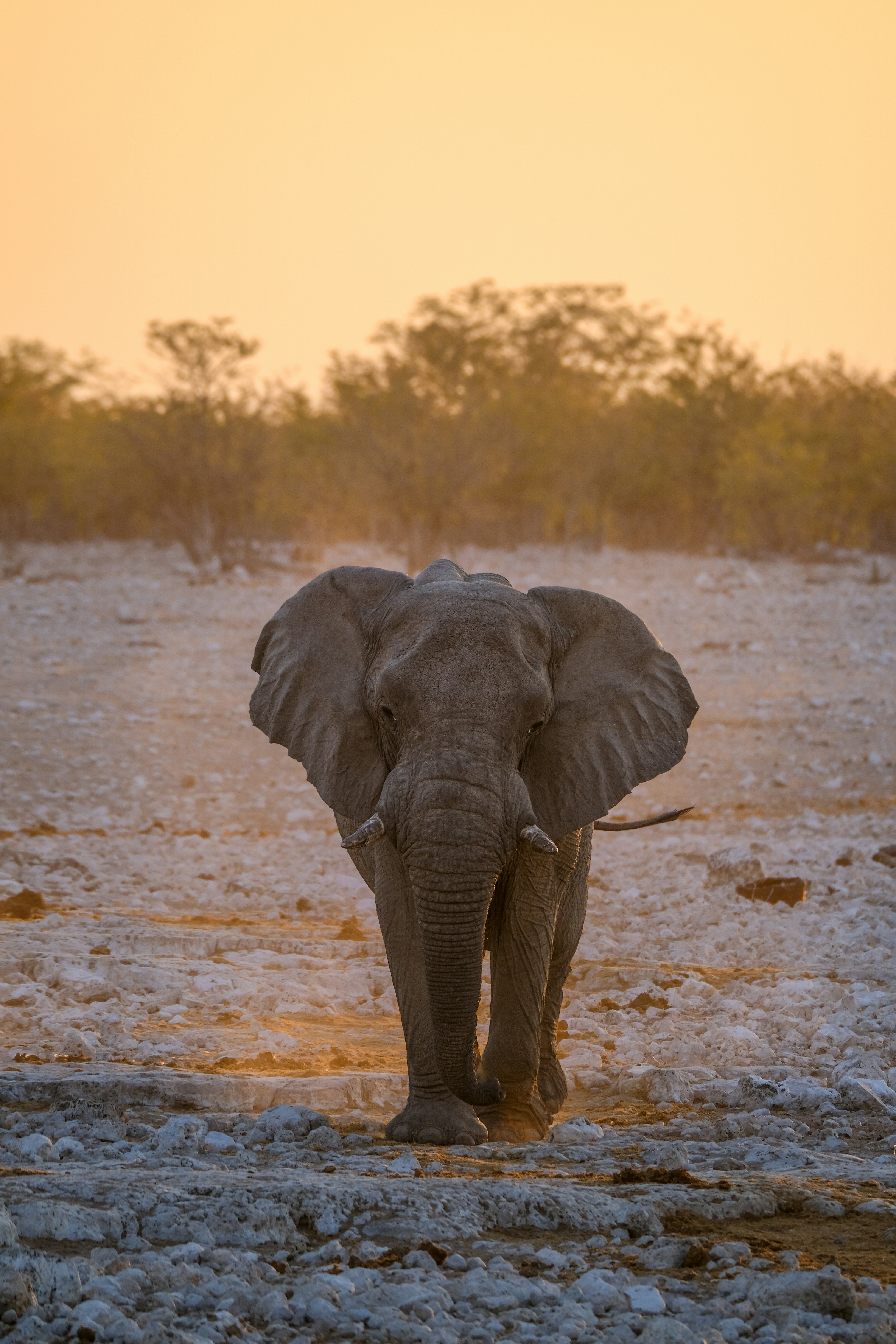 Echoes of Dawn: An Elephant in Amber Light