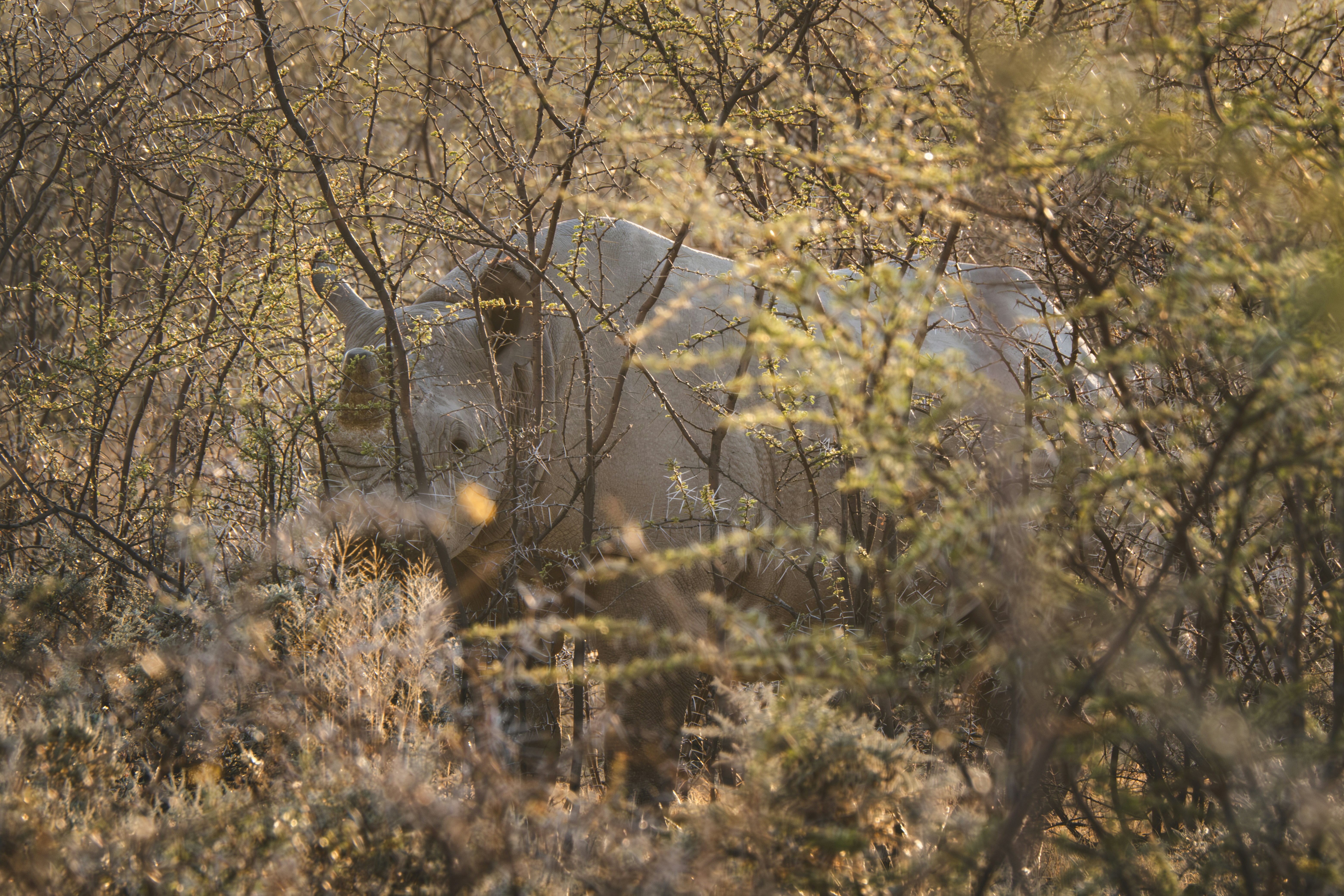 Hidden Giant in the Golden Thicket