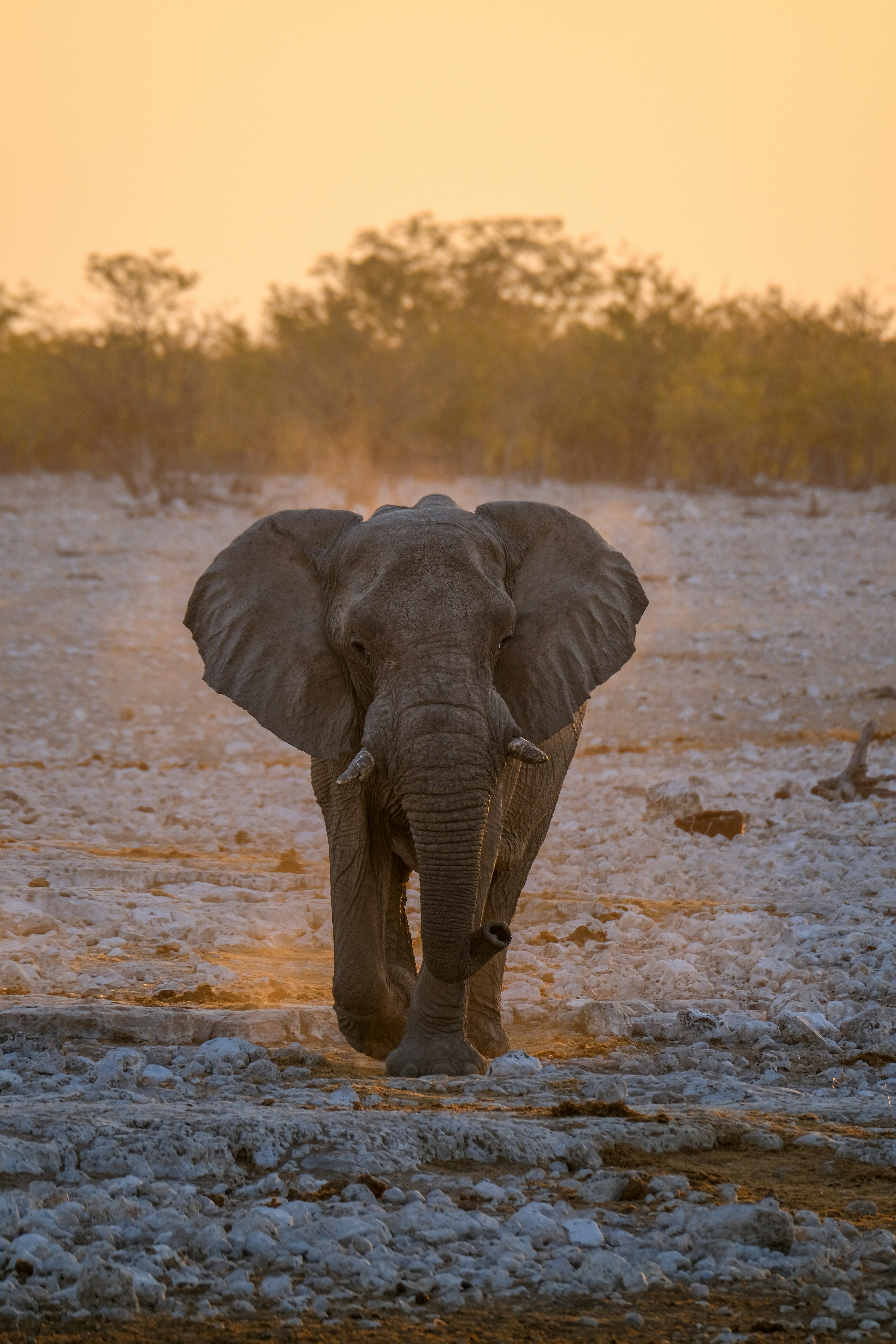 An elephant walking through a dry grass field photo – Free Animal Image ...