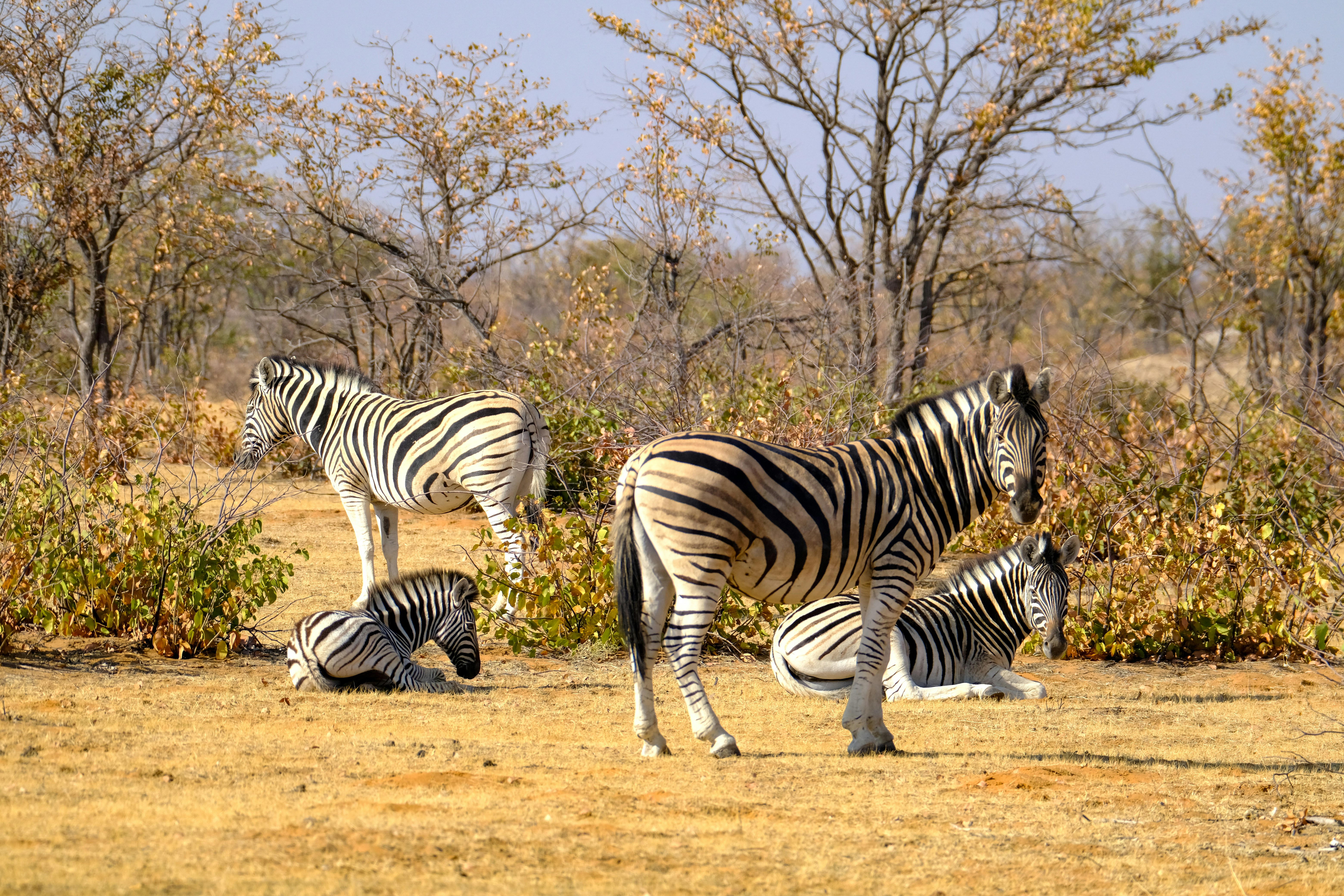 Zebra Ensemble in a Sunlit Savannah