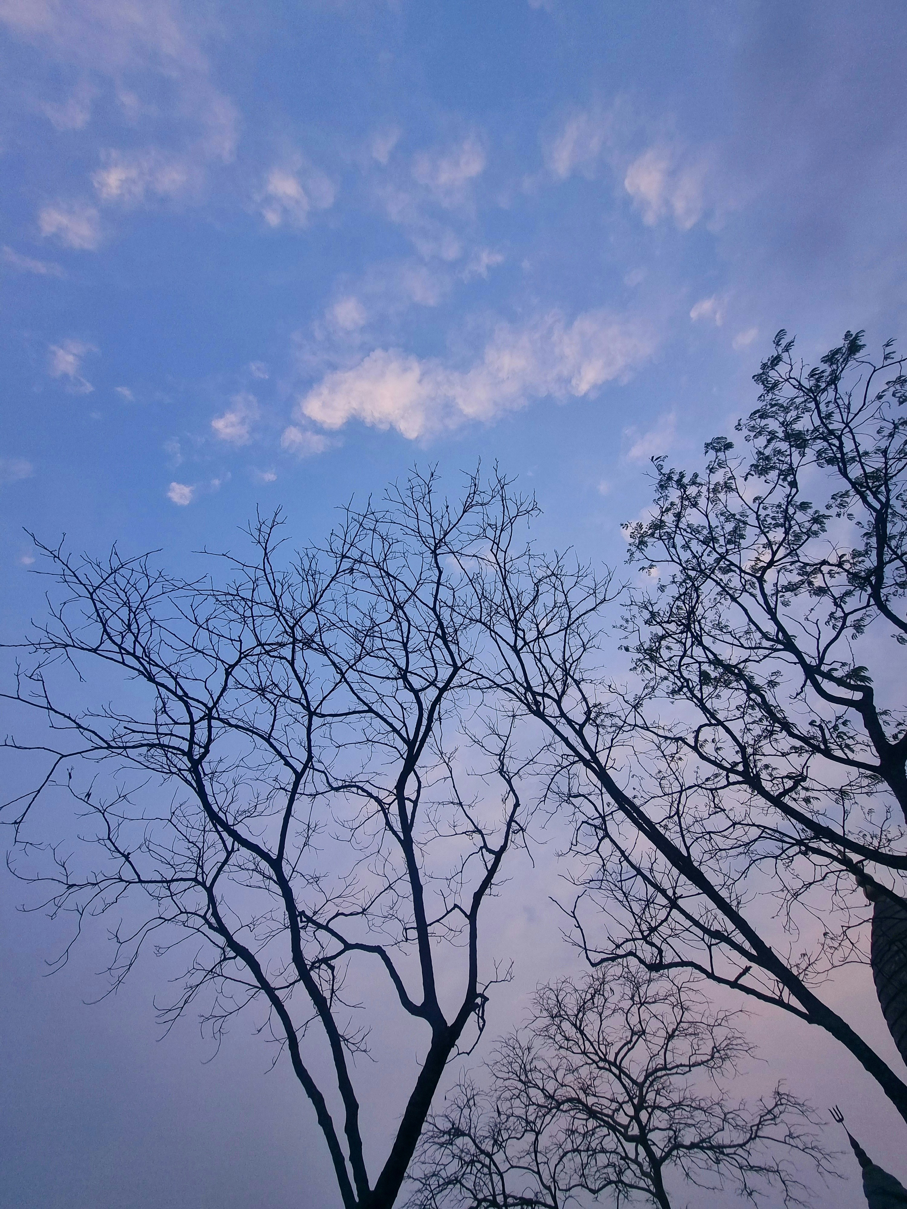Whispers of Winter's Embrace